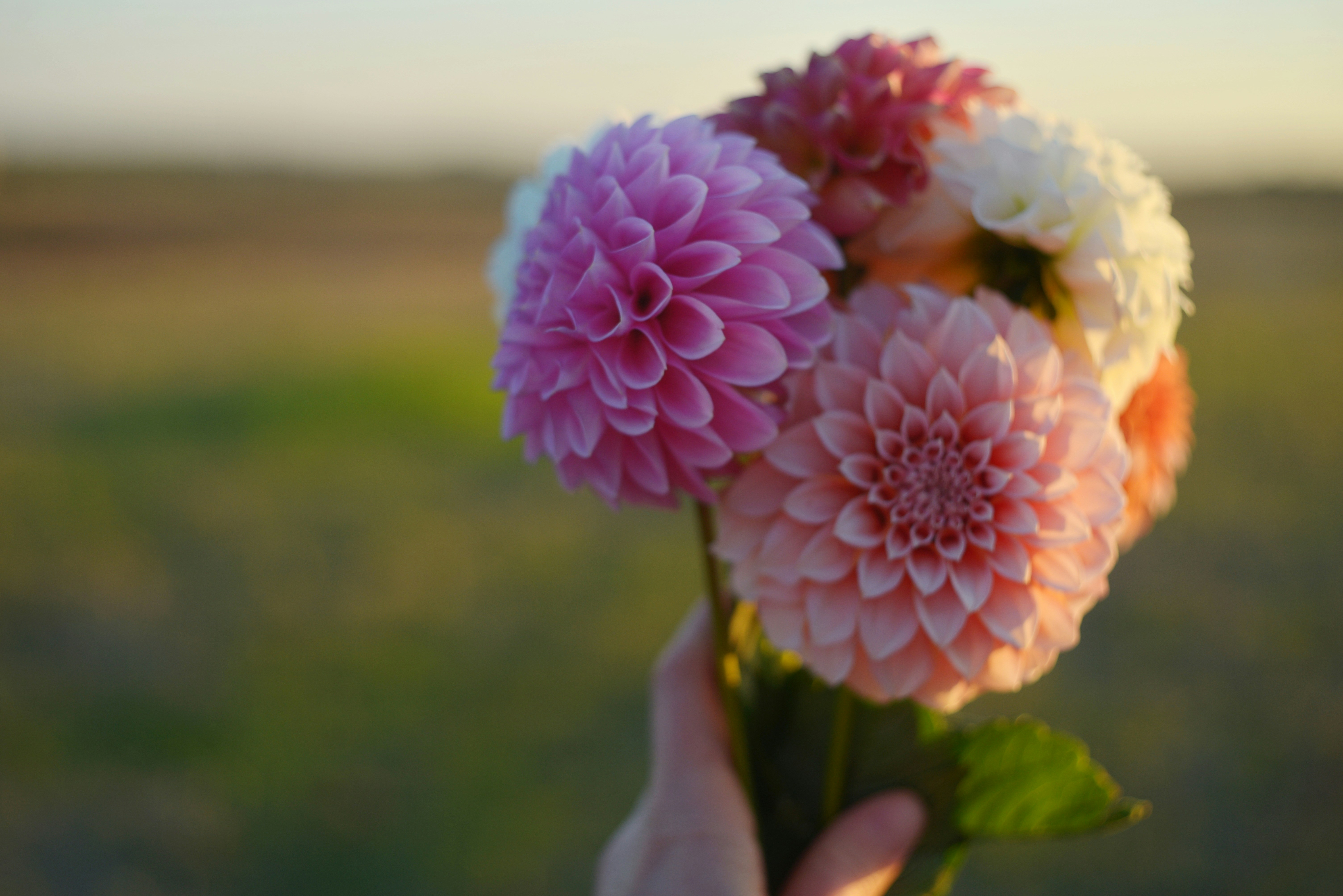 Soft Sunset Bouquet: Close-Up of Pastel Dahlias