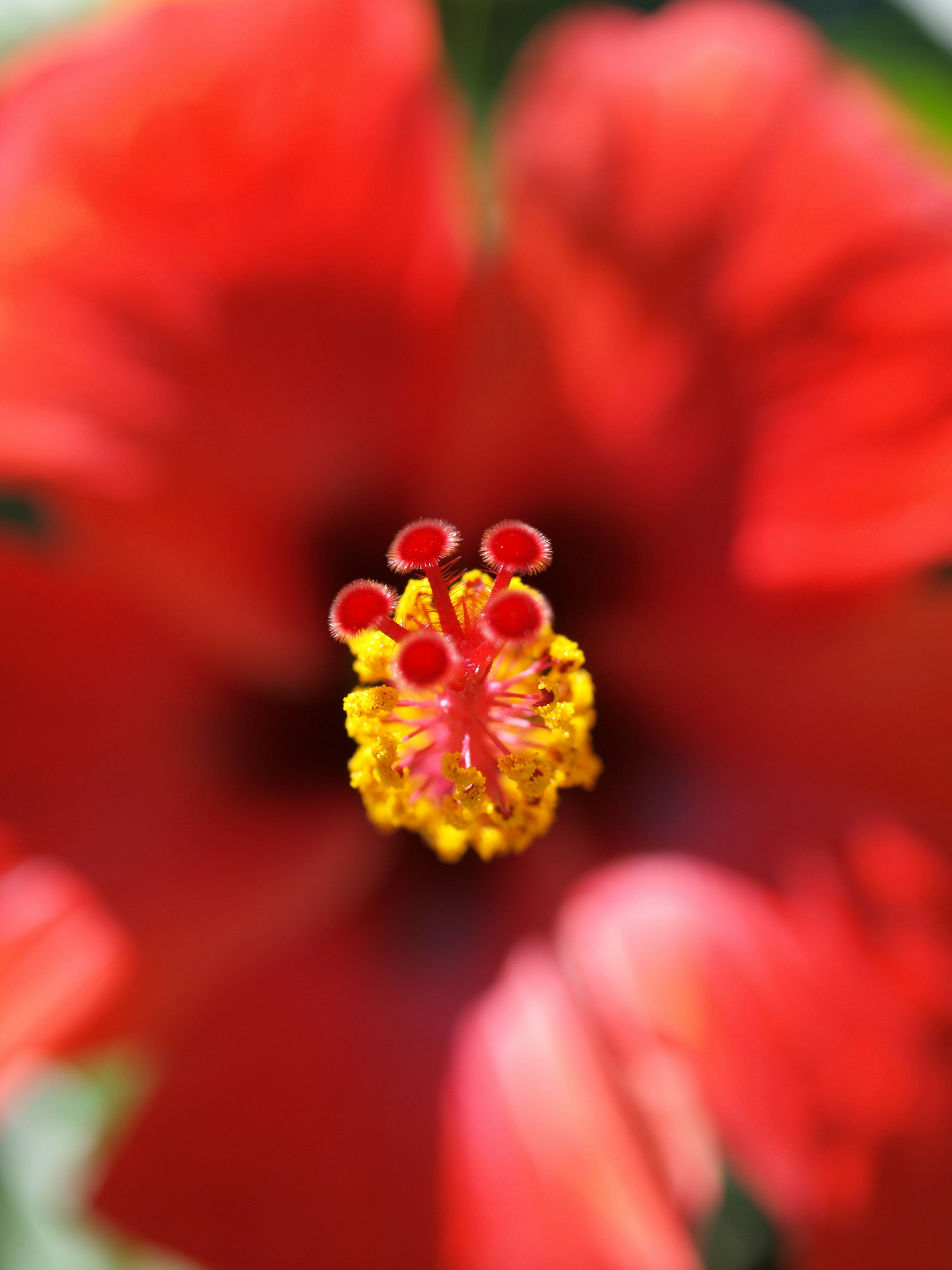 Macro close-up of hibiscus stamens at the center, with soft red petals fading into the background; a floral macro study highlighting pollen and stamen detail.