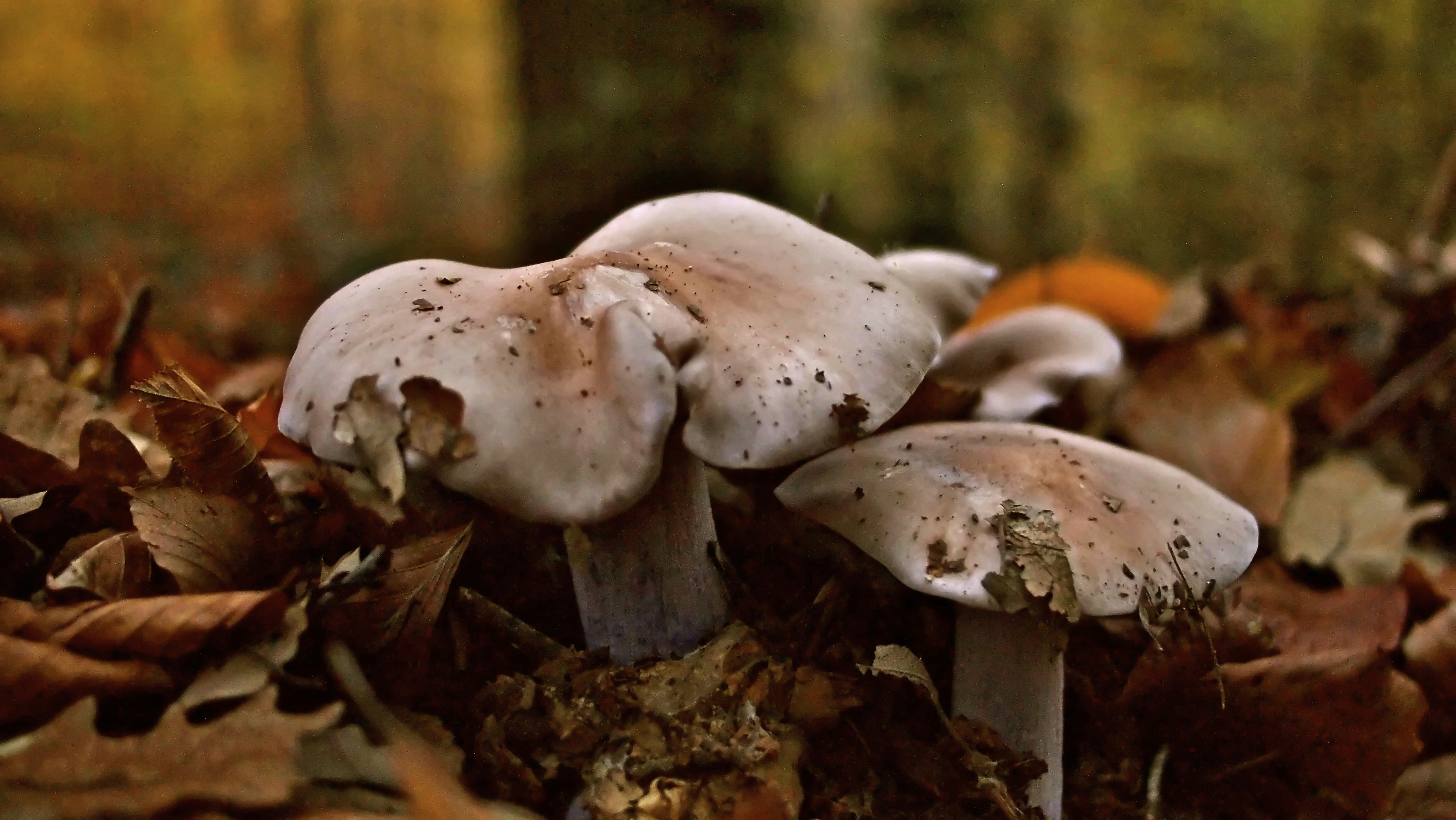 Group of pale mushrooms emerging from brown autumn leaves on forest floor, with soft background. This still emphasizes the fungi and textures of the leaf litter.