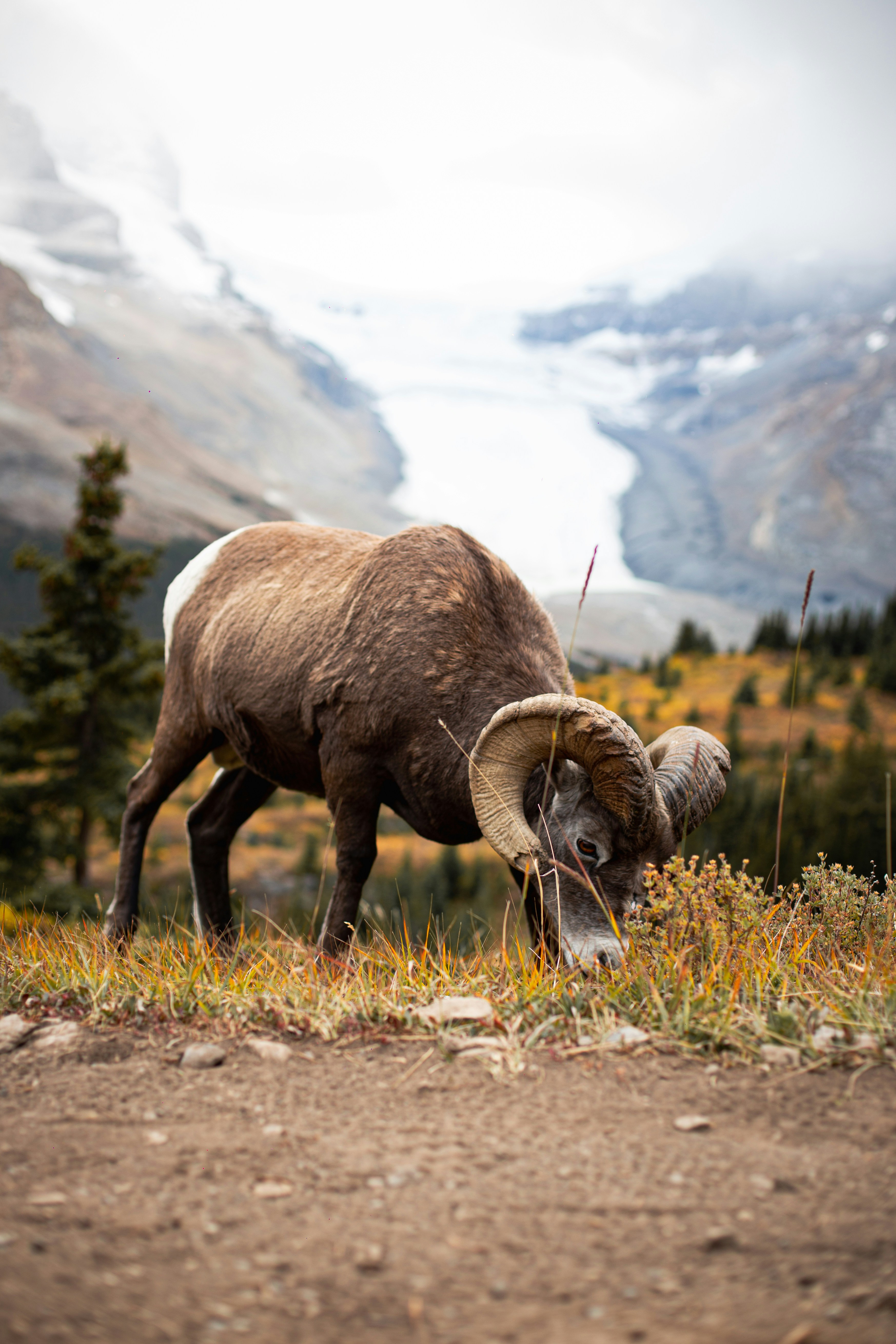 A bighorn sheep grazing on a grassy mountain slope with a glacier in the background