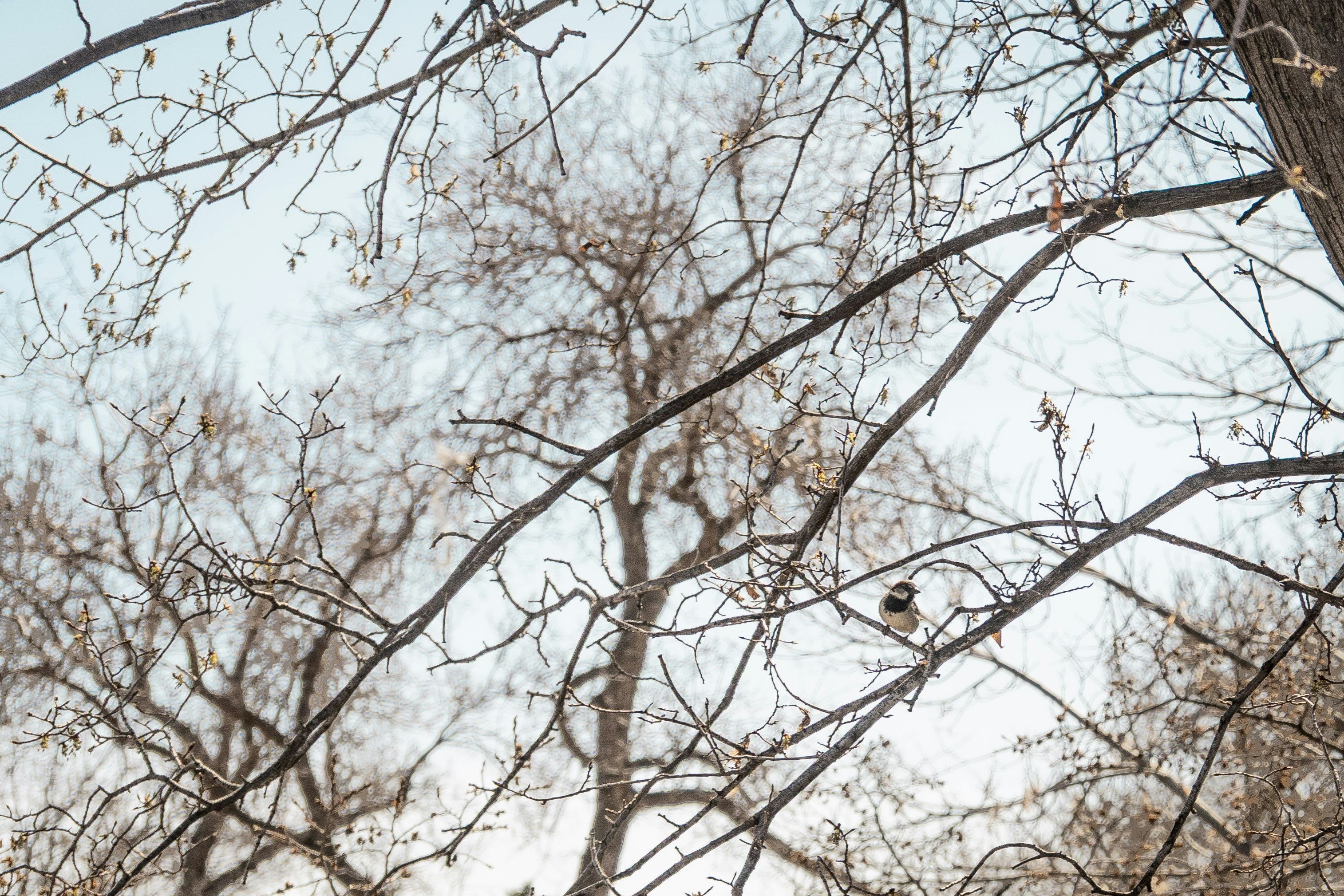 Winter Branches against a pale sky