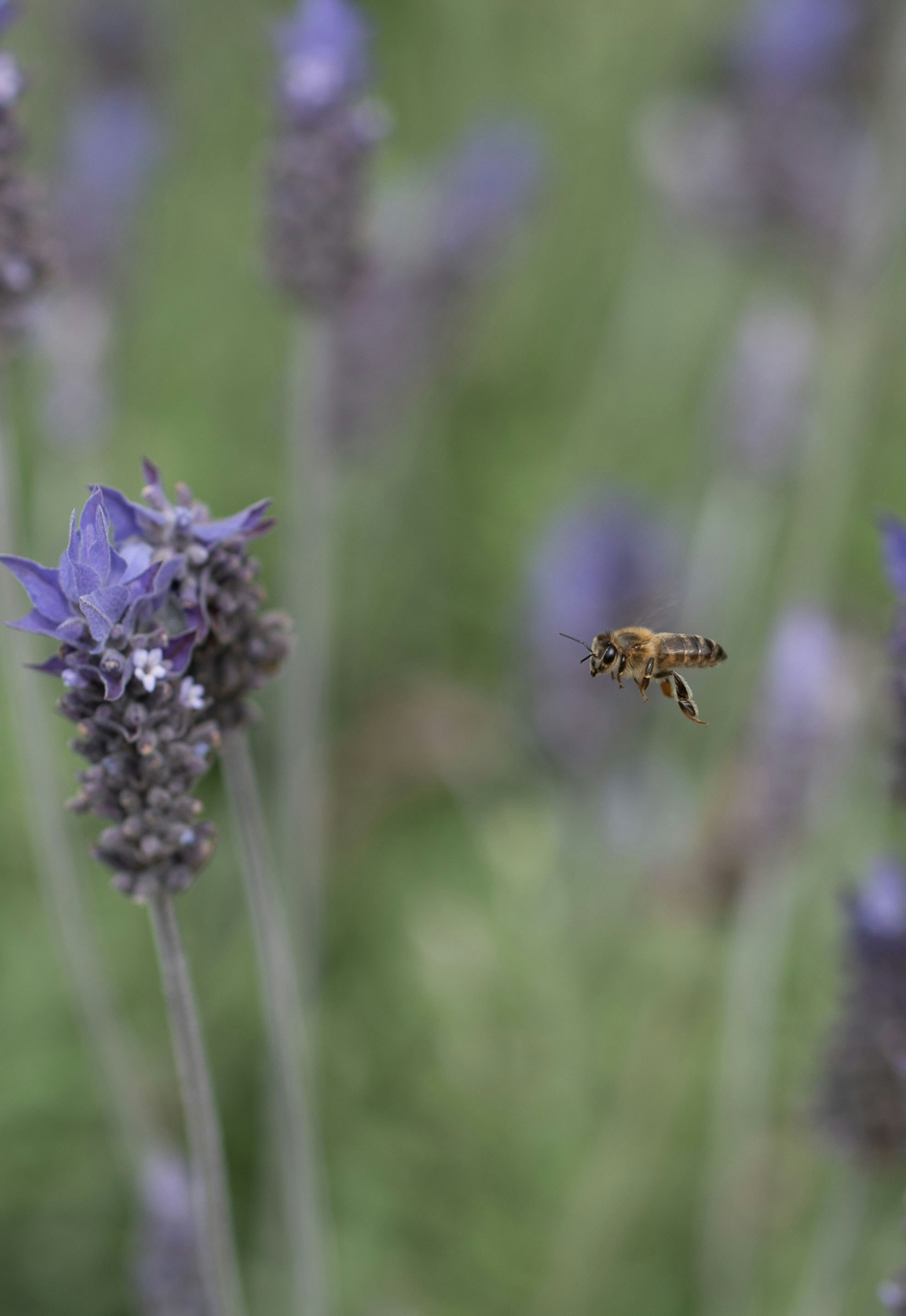 Bee in Hover Over Lavender: A Moment of Air and Color
