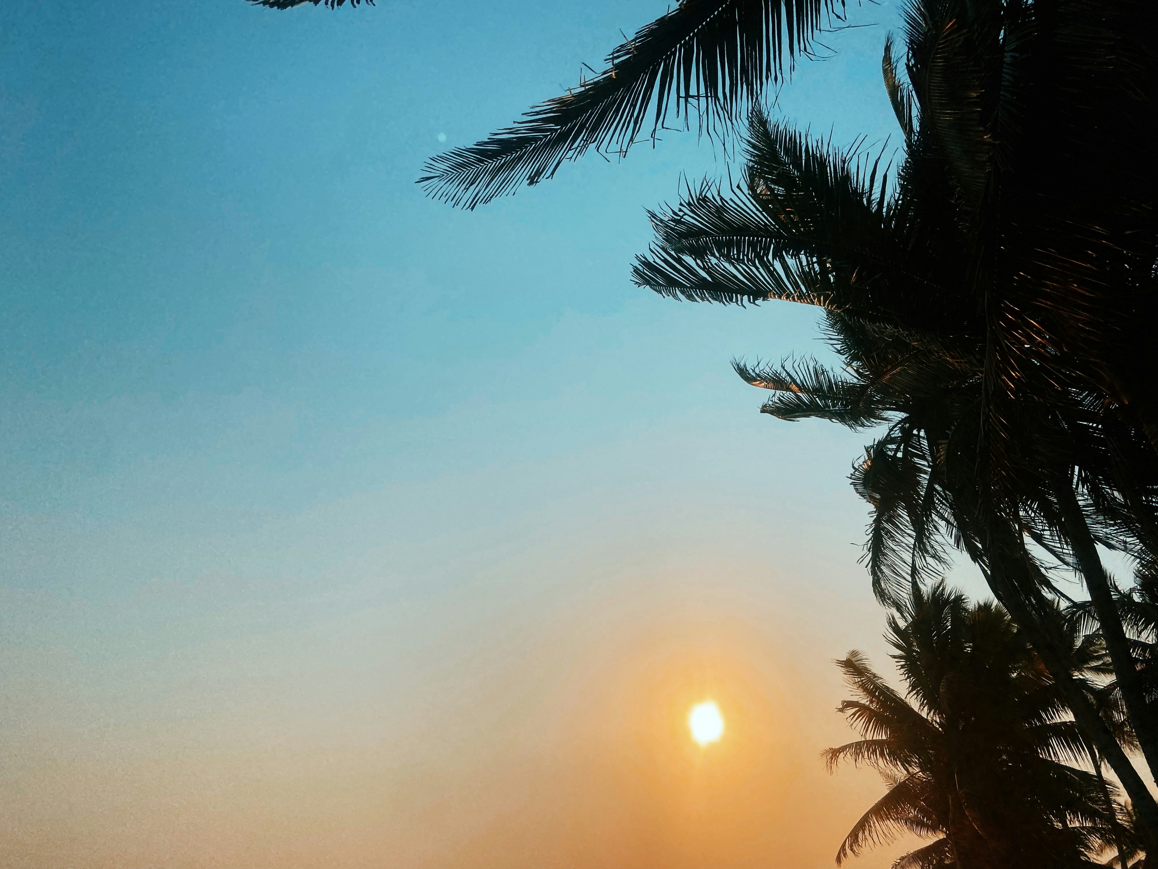 Sunlit Palm Canopy at Dusk