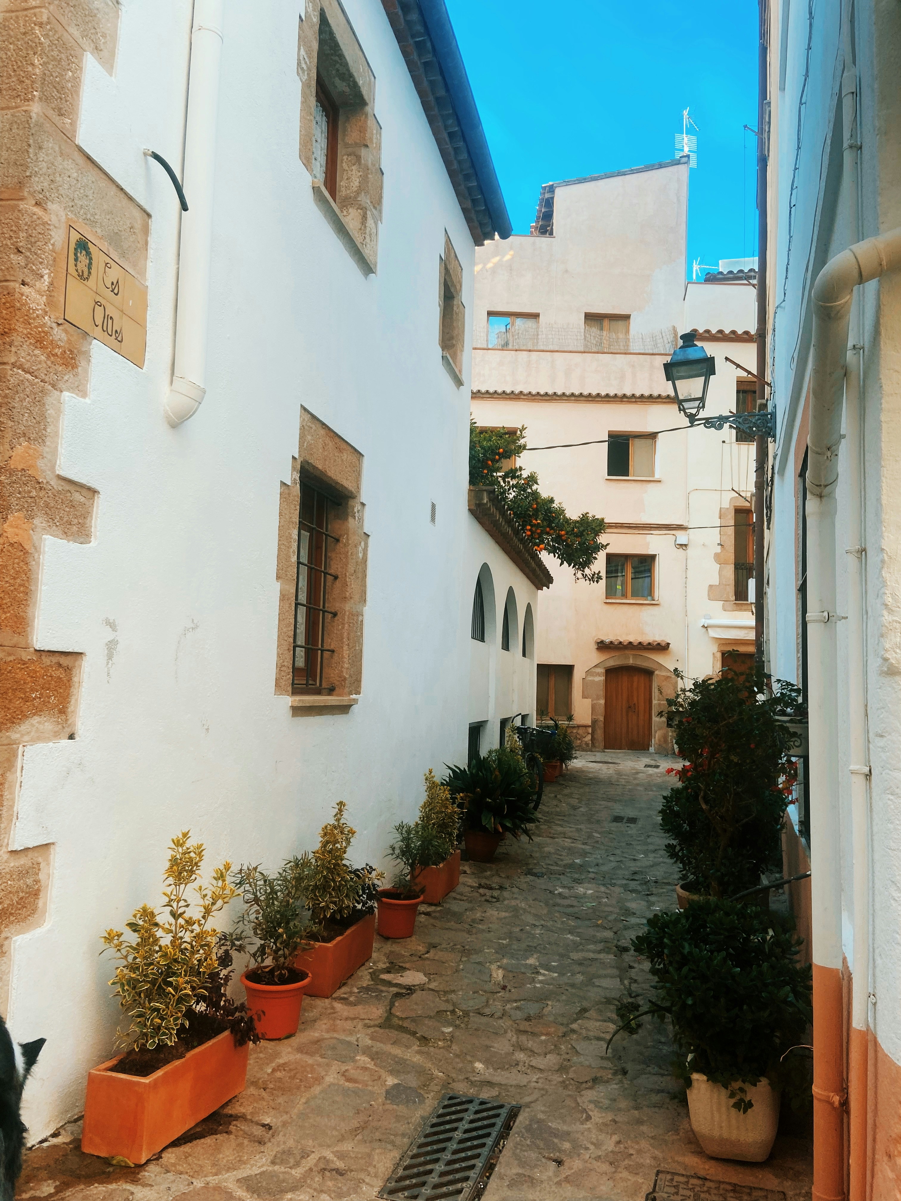 Sunlit Callejón: Whitewashed Walls and Terracotta Pots