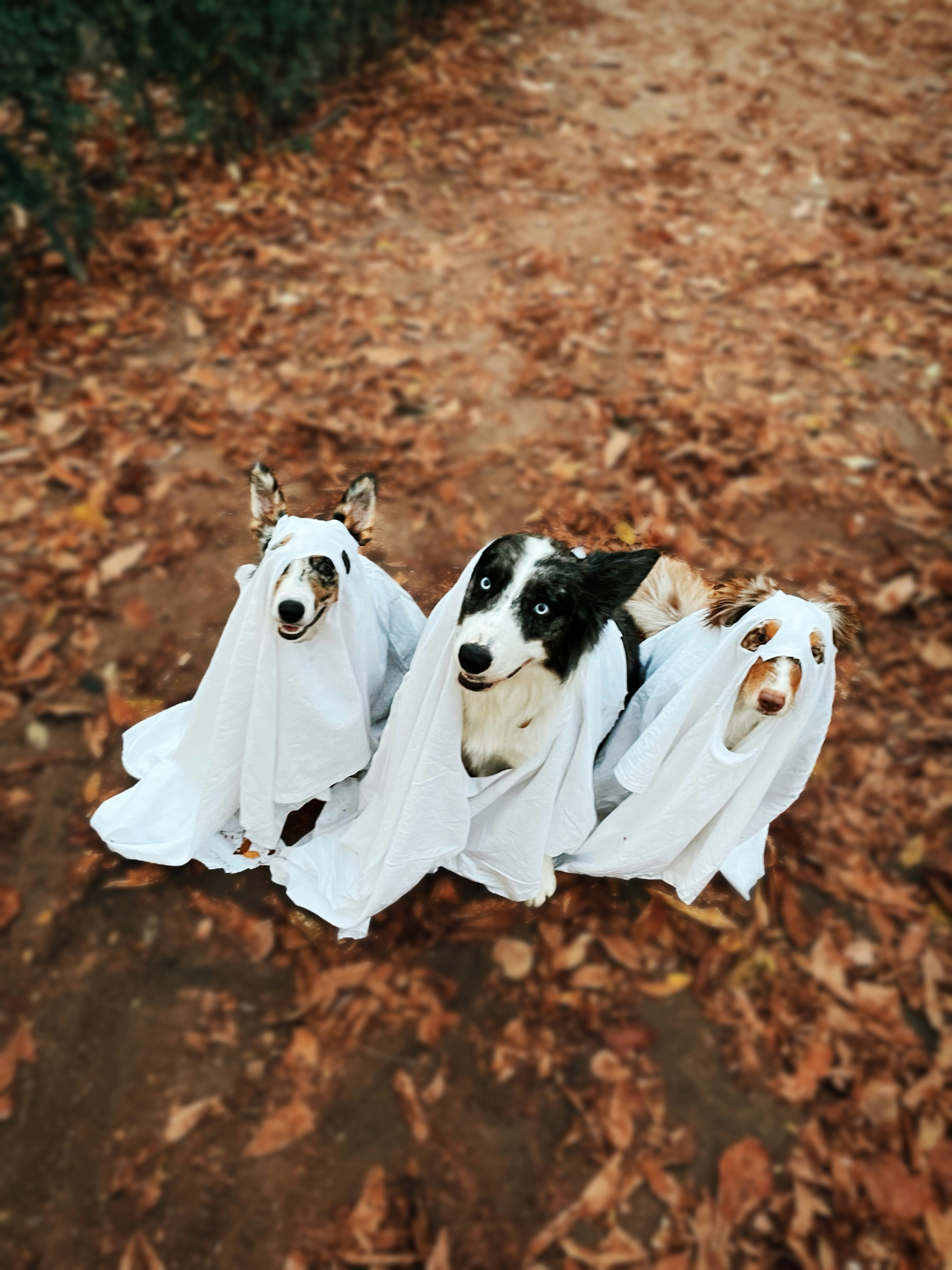 Three Ghostly Hounds on Autumn Path