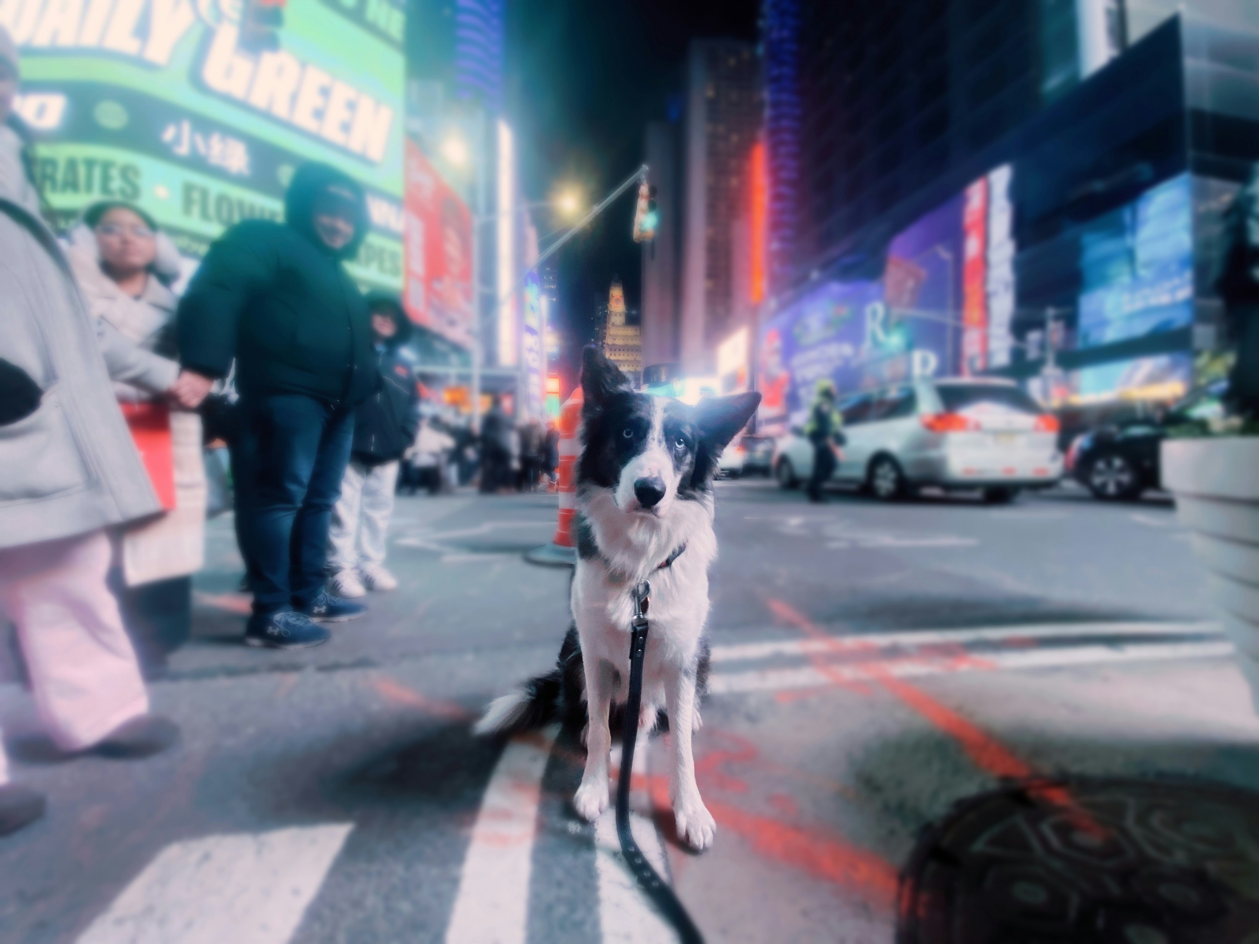 Midnight Canine in Neon Alley
