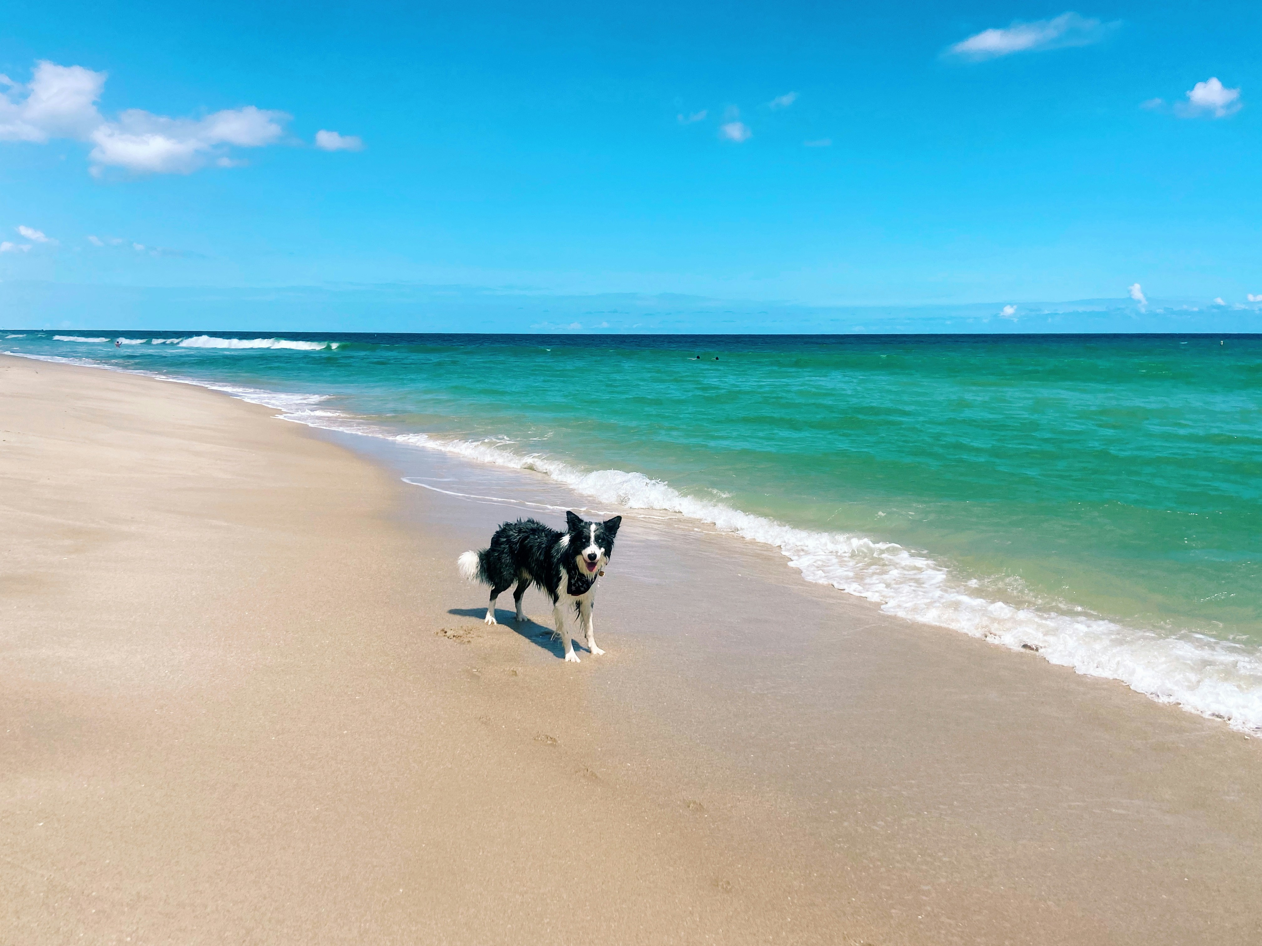 Borderline Wave: A Playful Shepherd on Sunlit Shore
