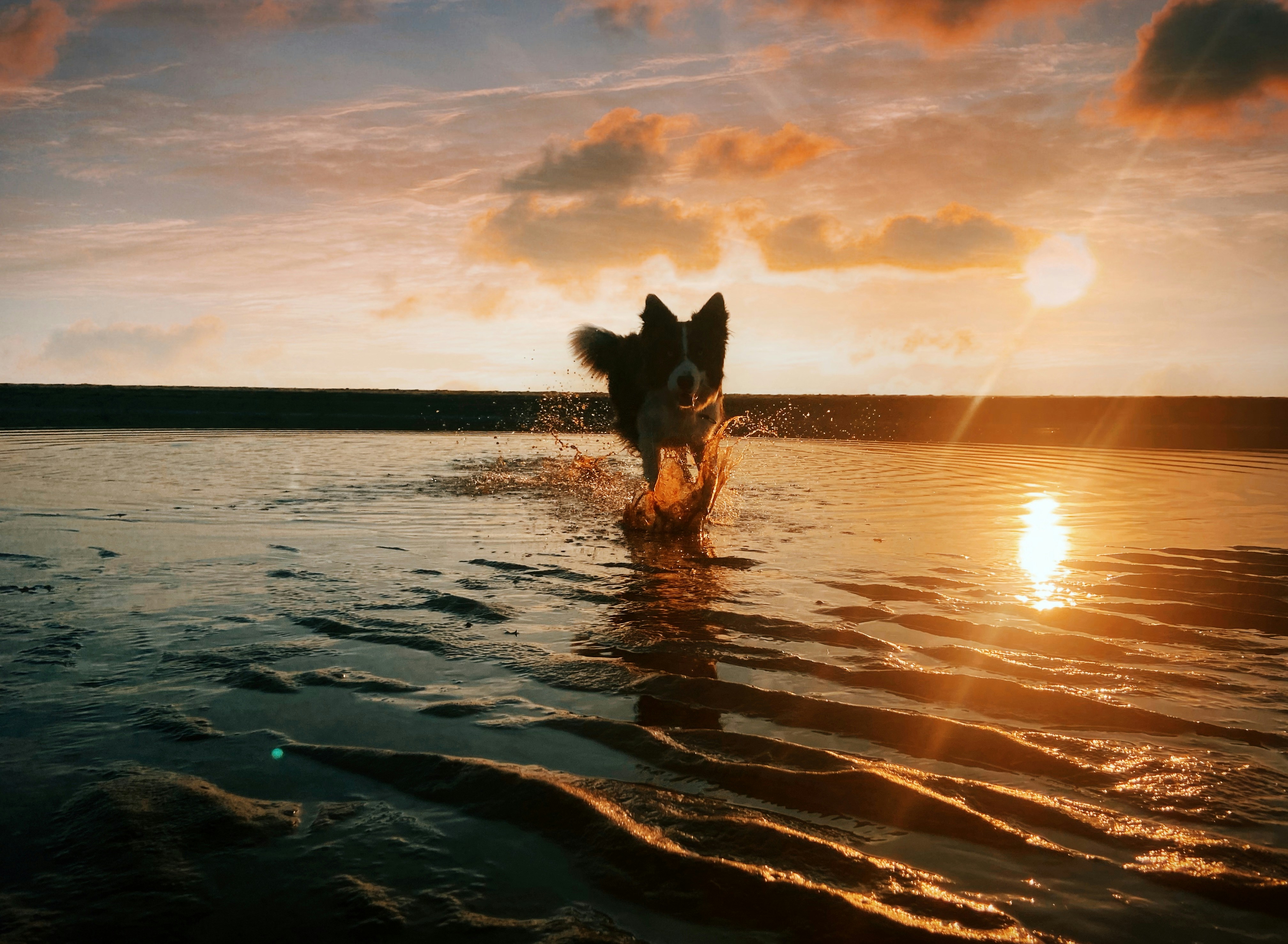  Sunset splash: a dog vaults through sunlit ripples