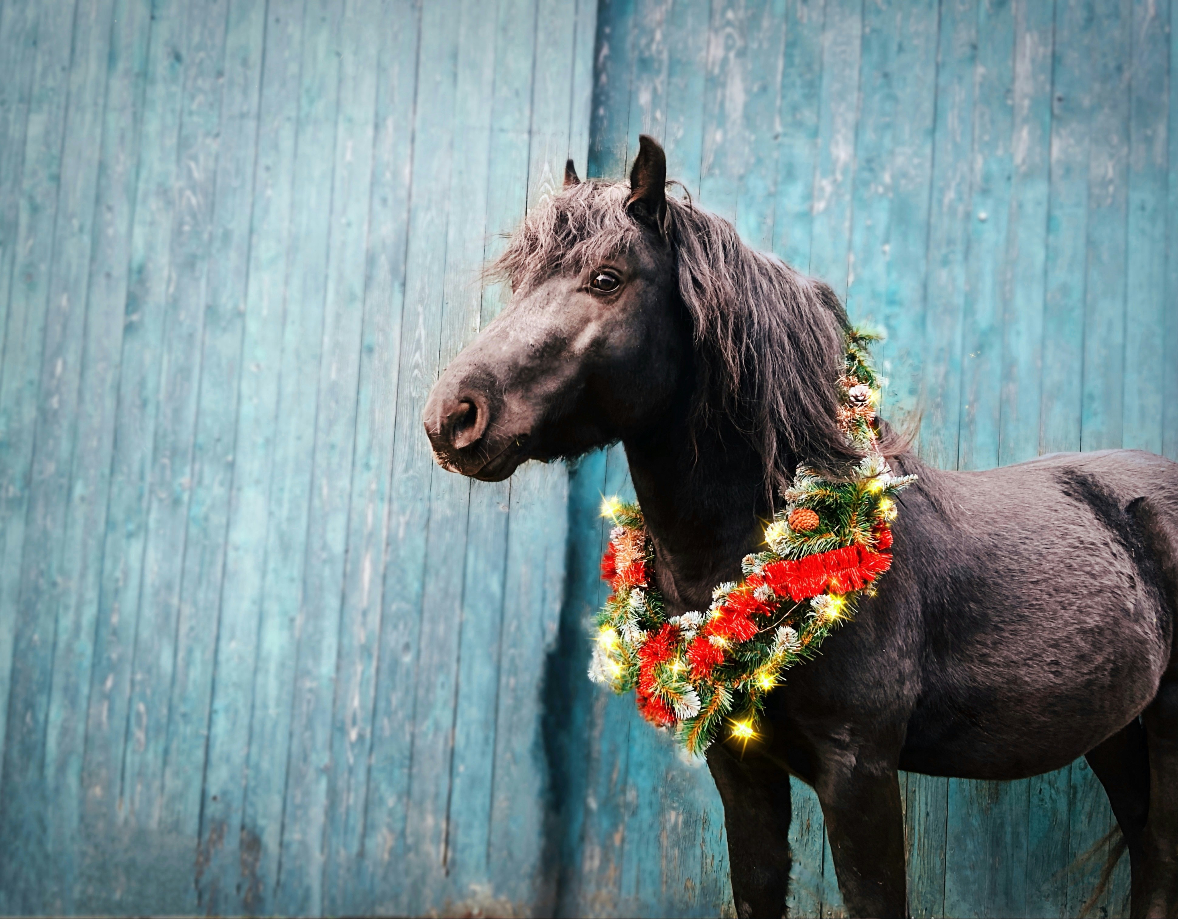 A Festive Mallet: Black Pony in Front of Weathered Blue Wood