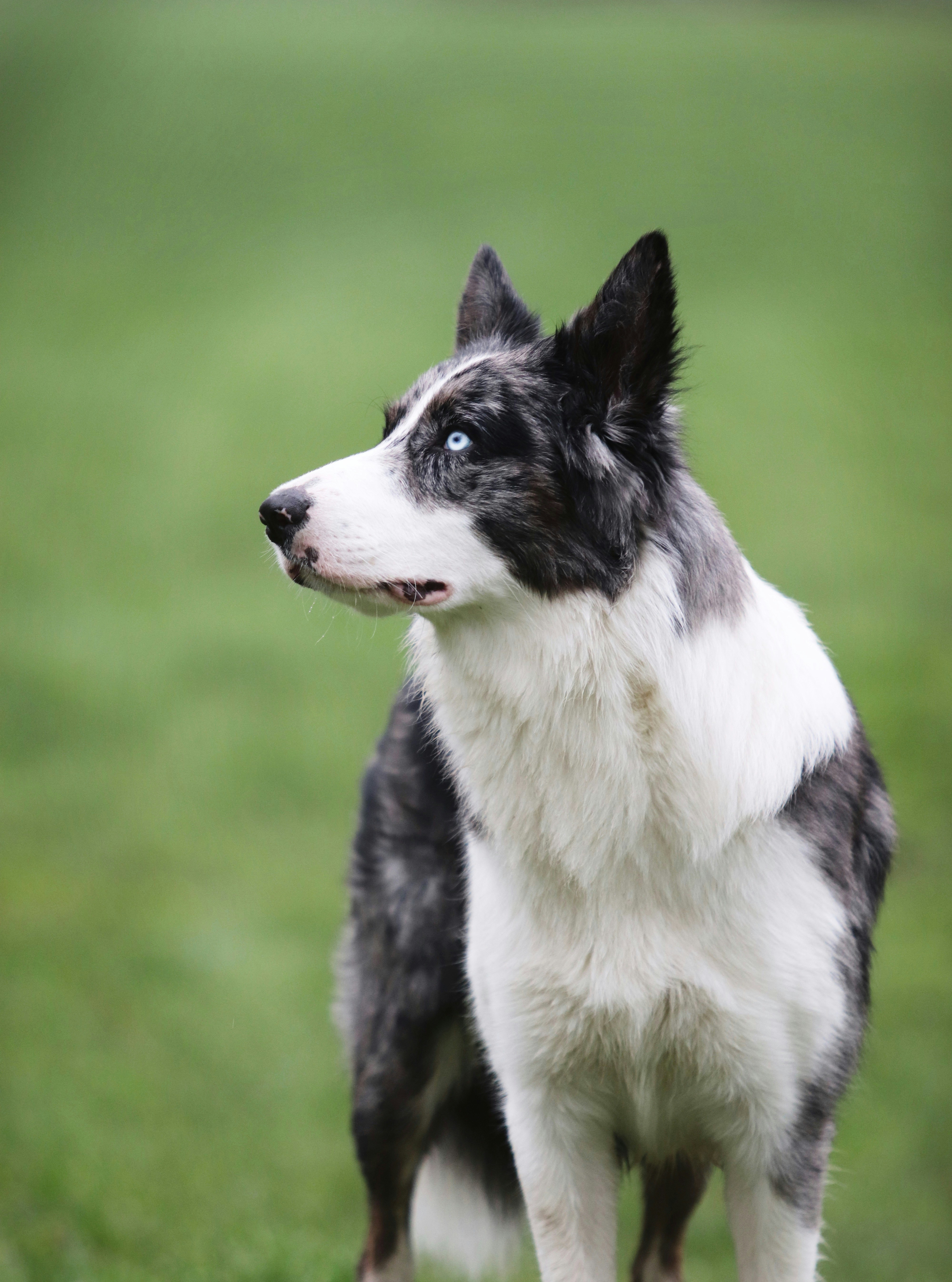 Azure-eyed Border Collie Gazing Across the Green Field
