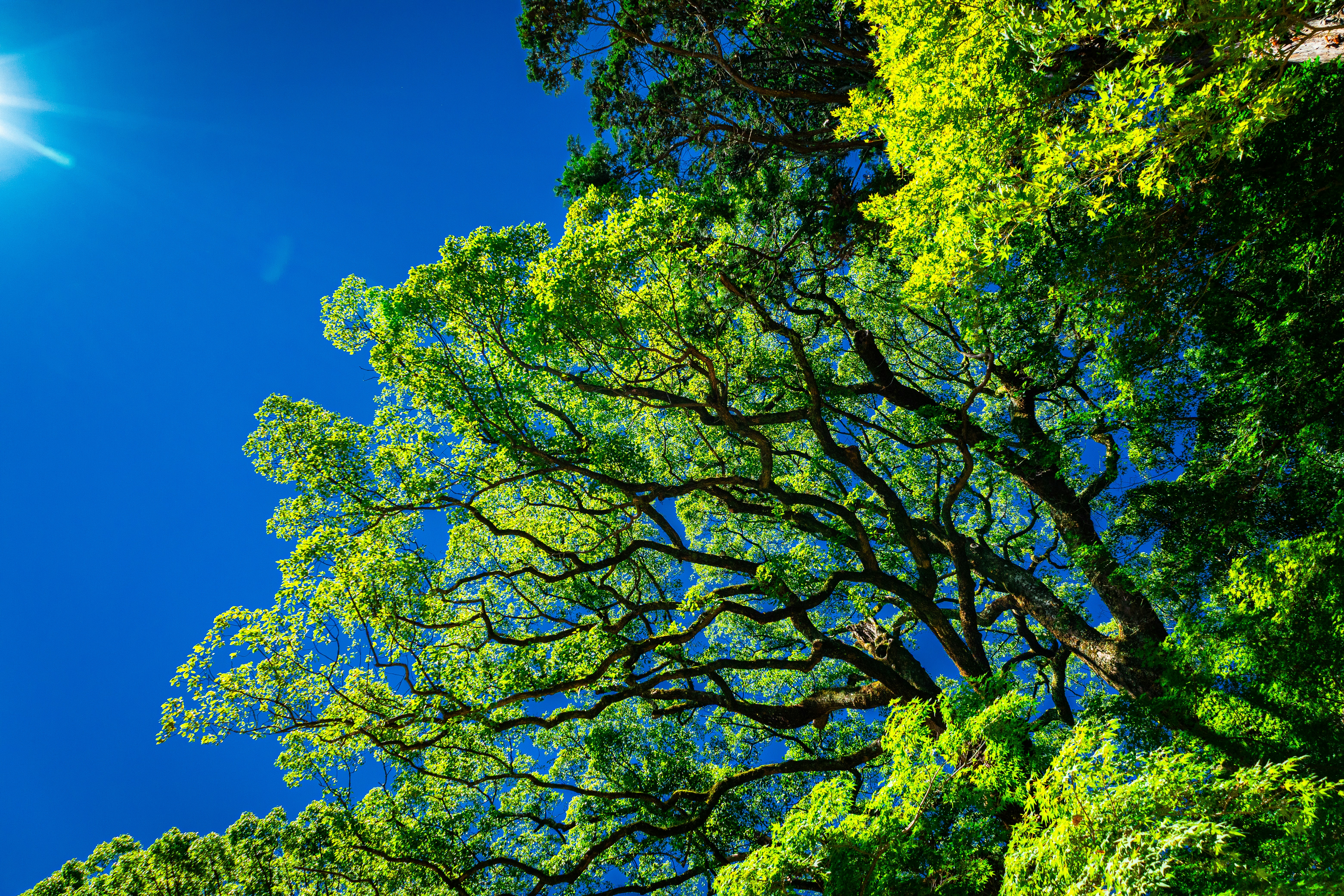 Vibrant green canopy against a bright blue sky with sunlight streaming from the top-left; a high-contrast natural scene emphasizing foliage and branches. It's a photograph of a tree taken from a low angle, showcasing texture and color depth.