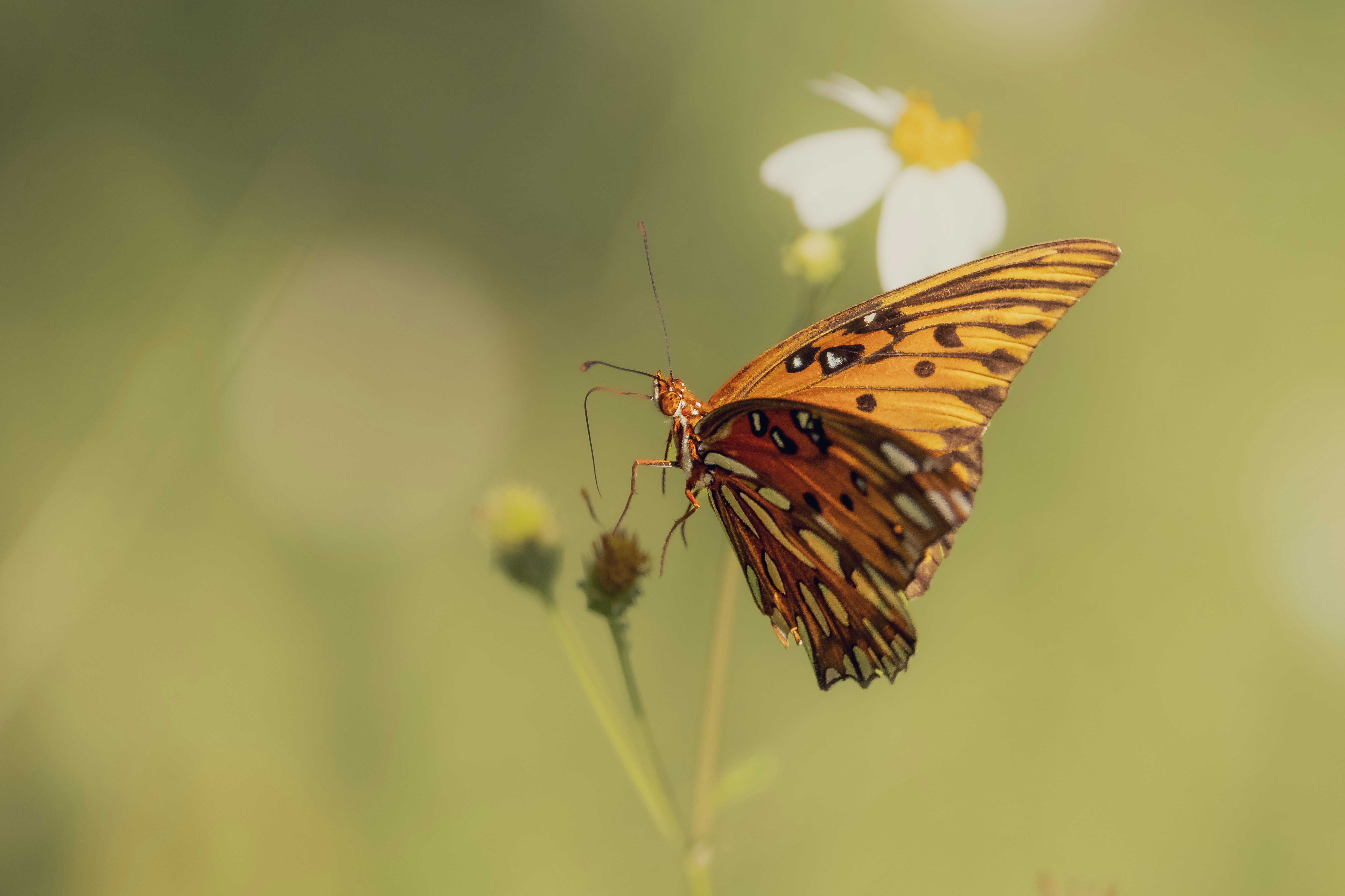 Amber-winged butterfly on a delicate meadow bloom