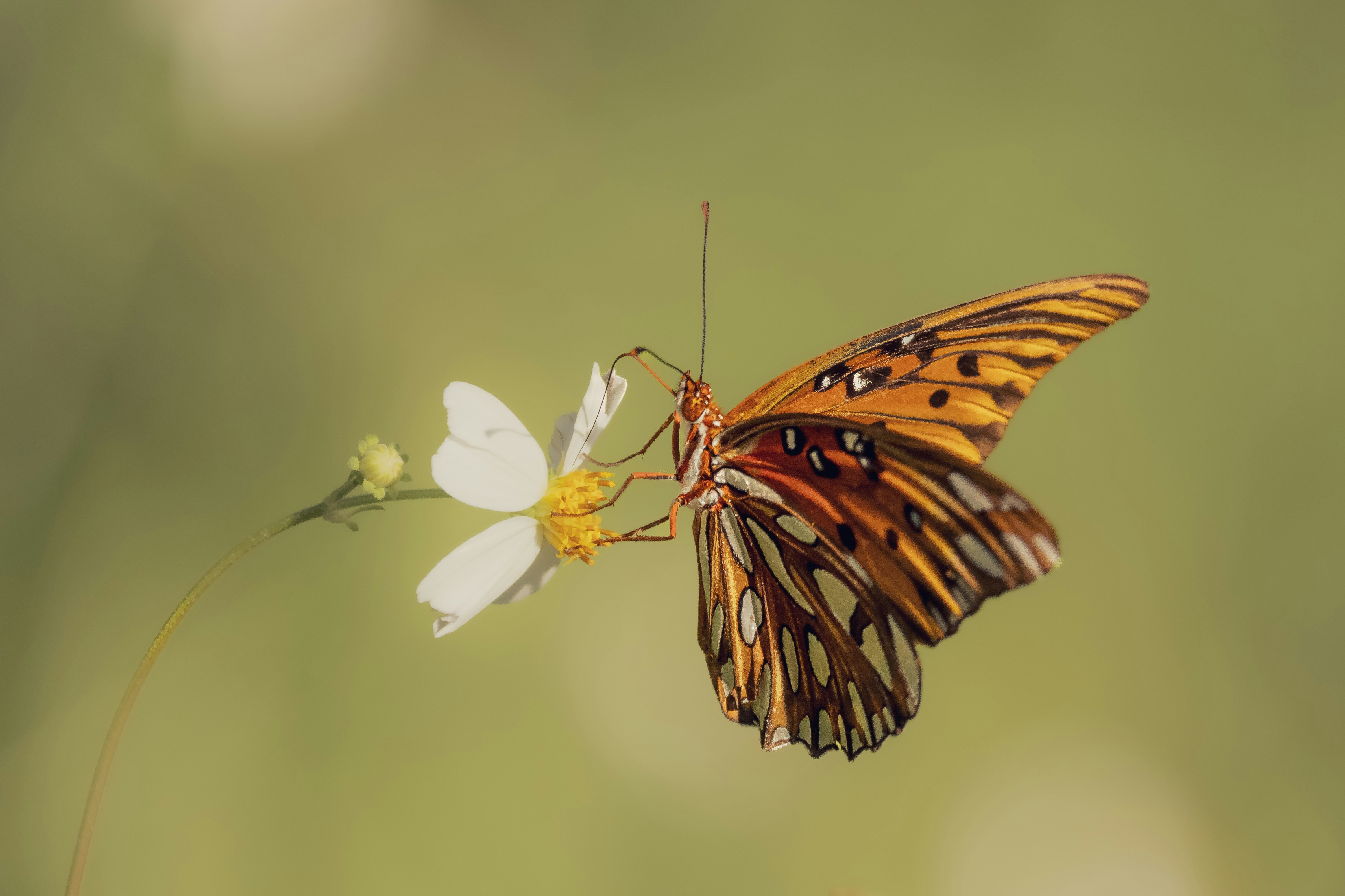 Winged Detail: A Butterfly In Mid-Nectar Moment