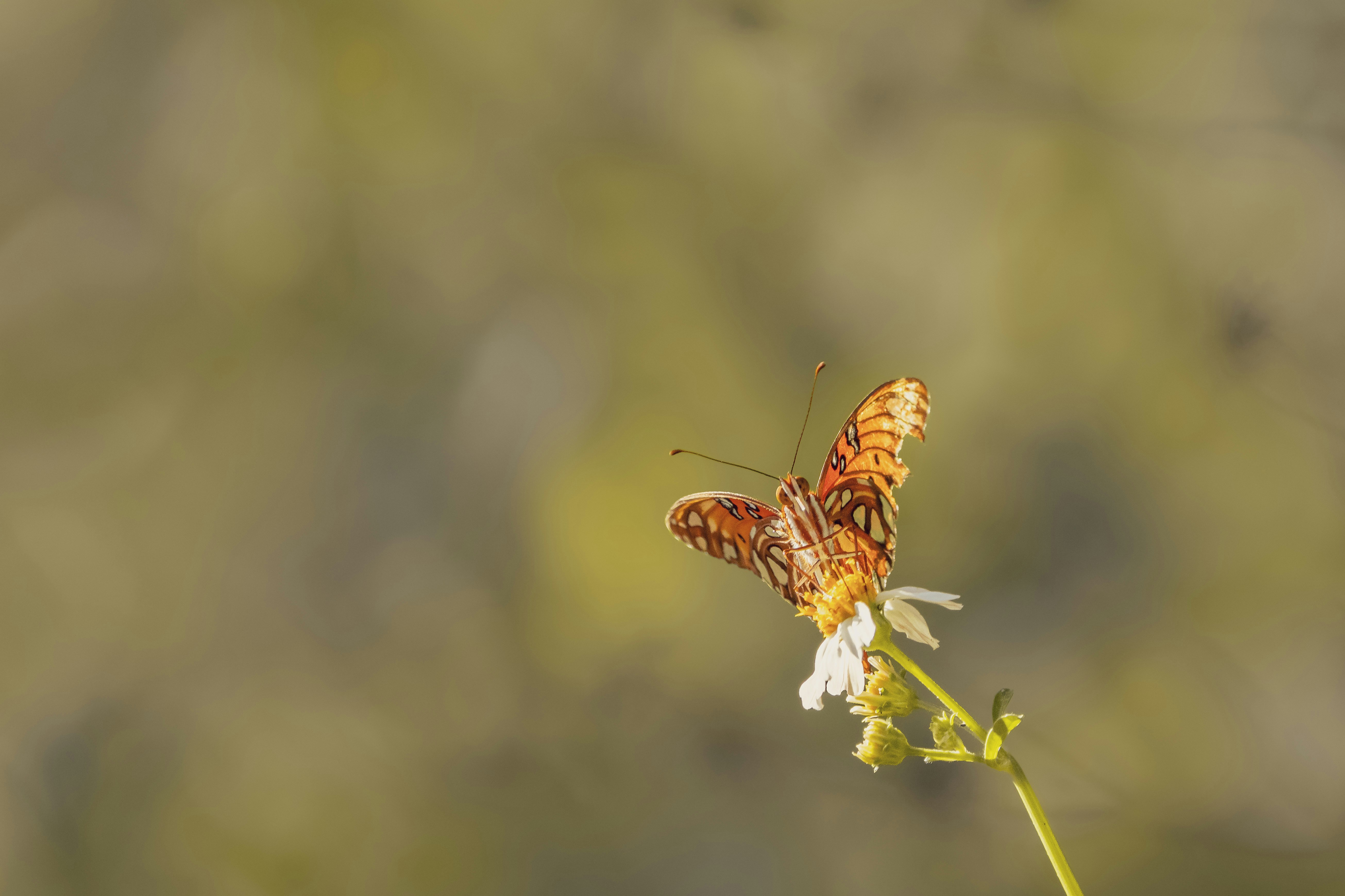 Winged Spotlight: A Monarch on a Delicate Bloom