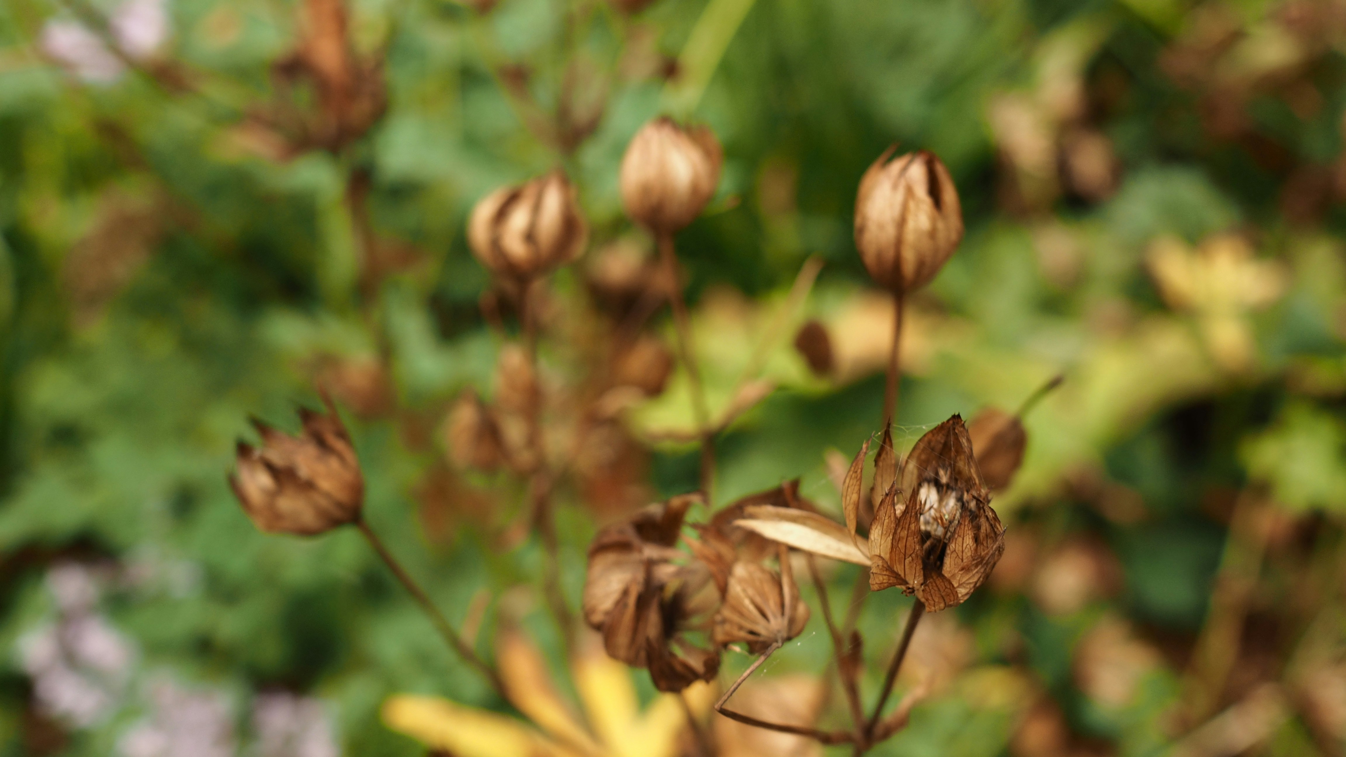 Withered Seed Heads in Soft Focus, Autumn Light