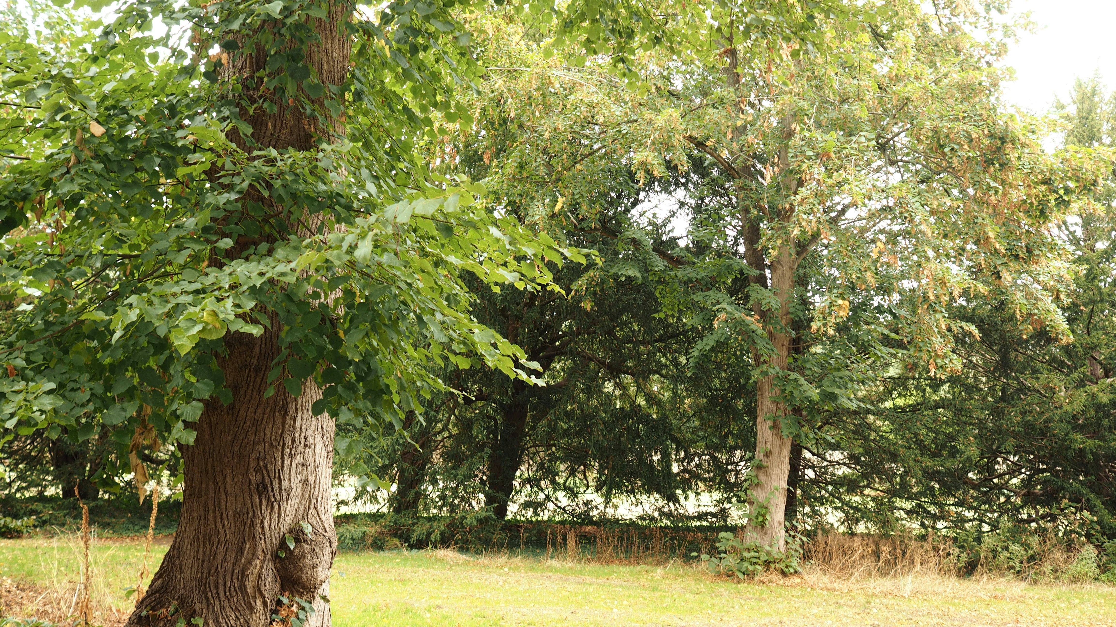 Sunlit Meadow, Trunked Trees Framing a Quiet Clearing