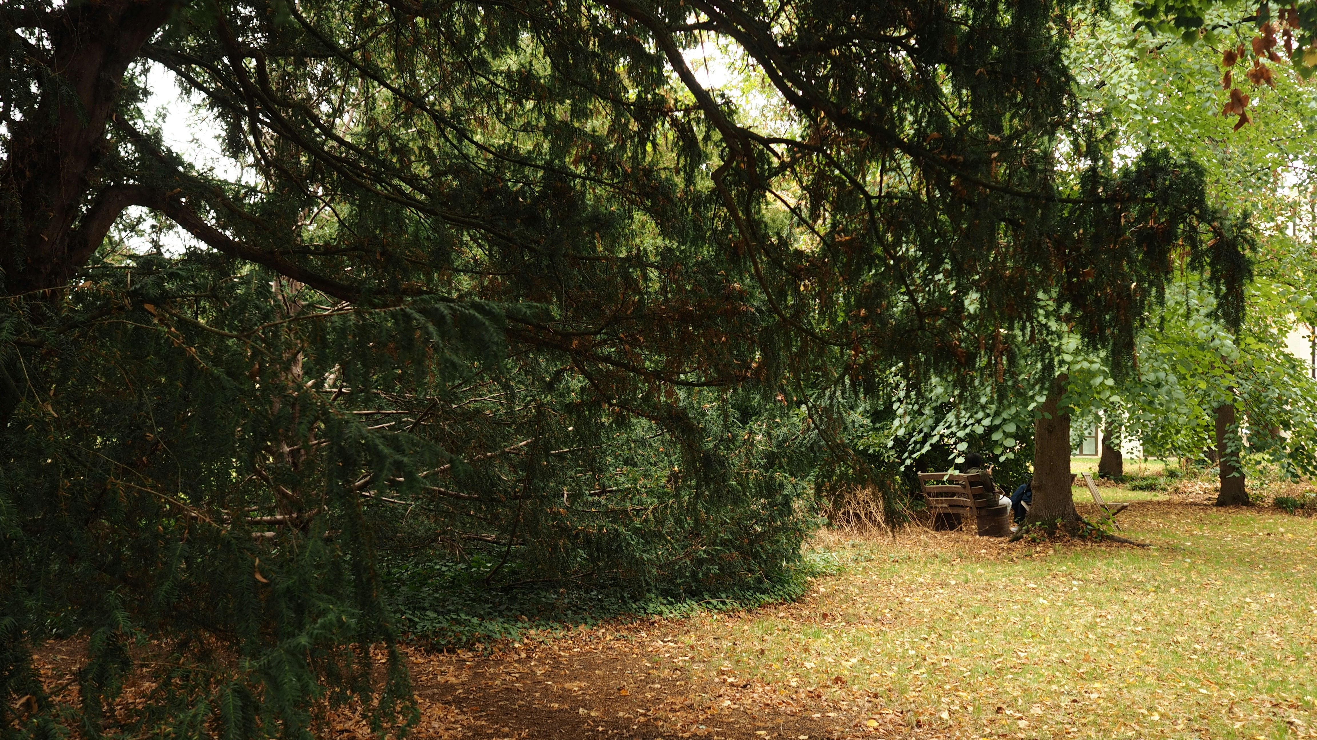 Sunlit Clearing Beneath a Canopy of Green and Amber