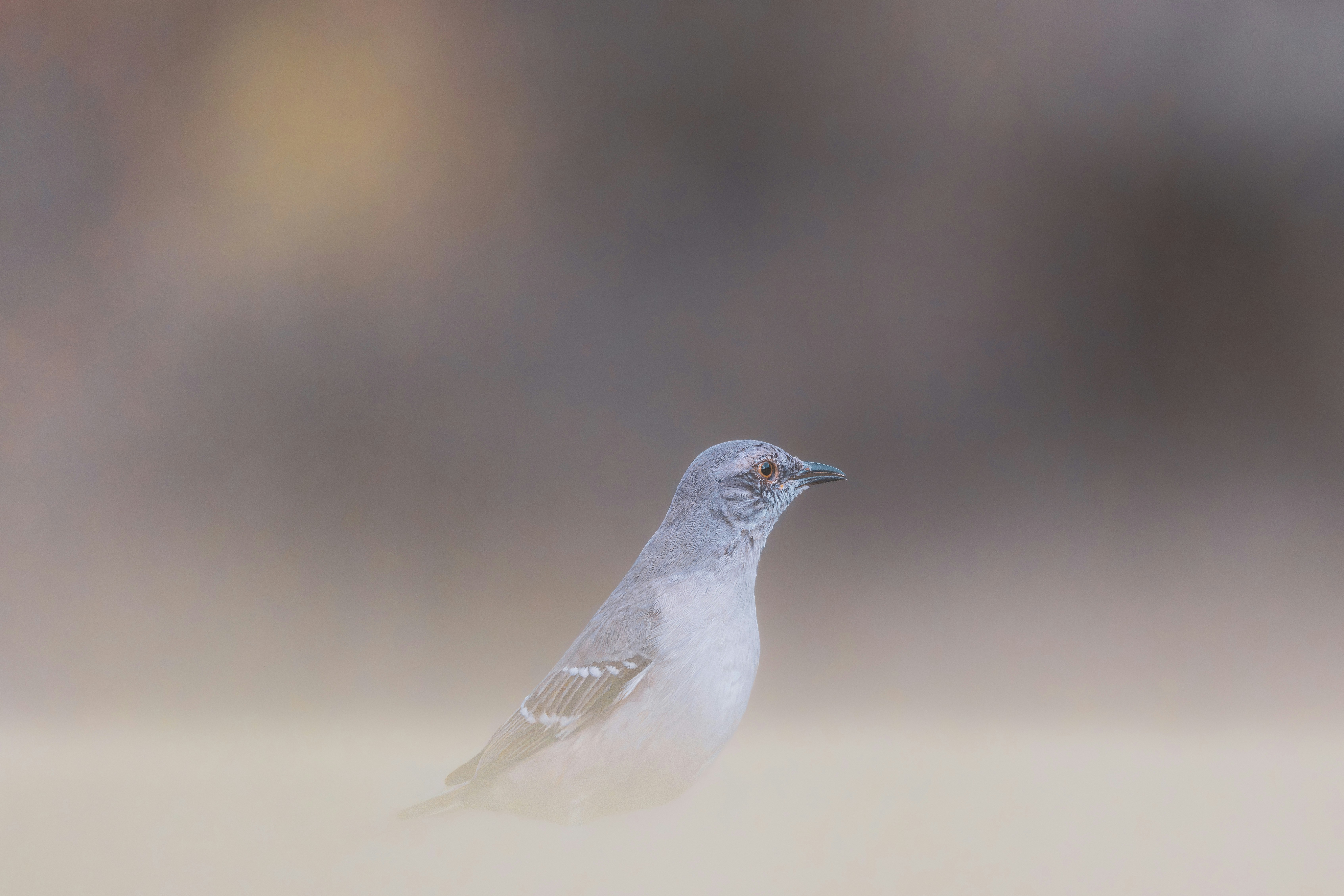 Soft Focus Ember: A Mourning Dove Stands in Mild Morning Light