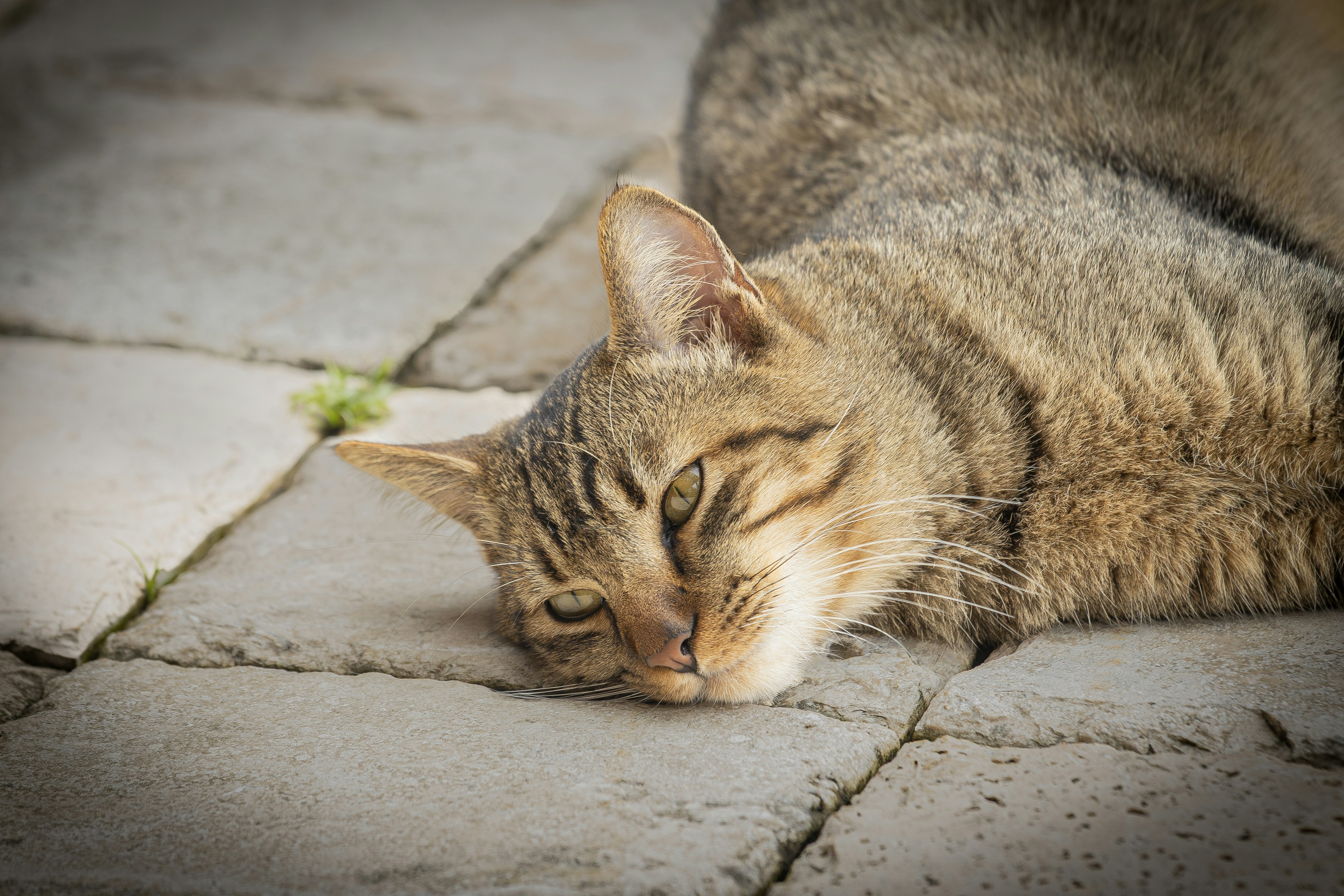 Snoozing Whiskers on Sunlit Stone