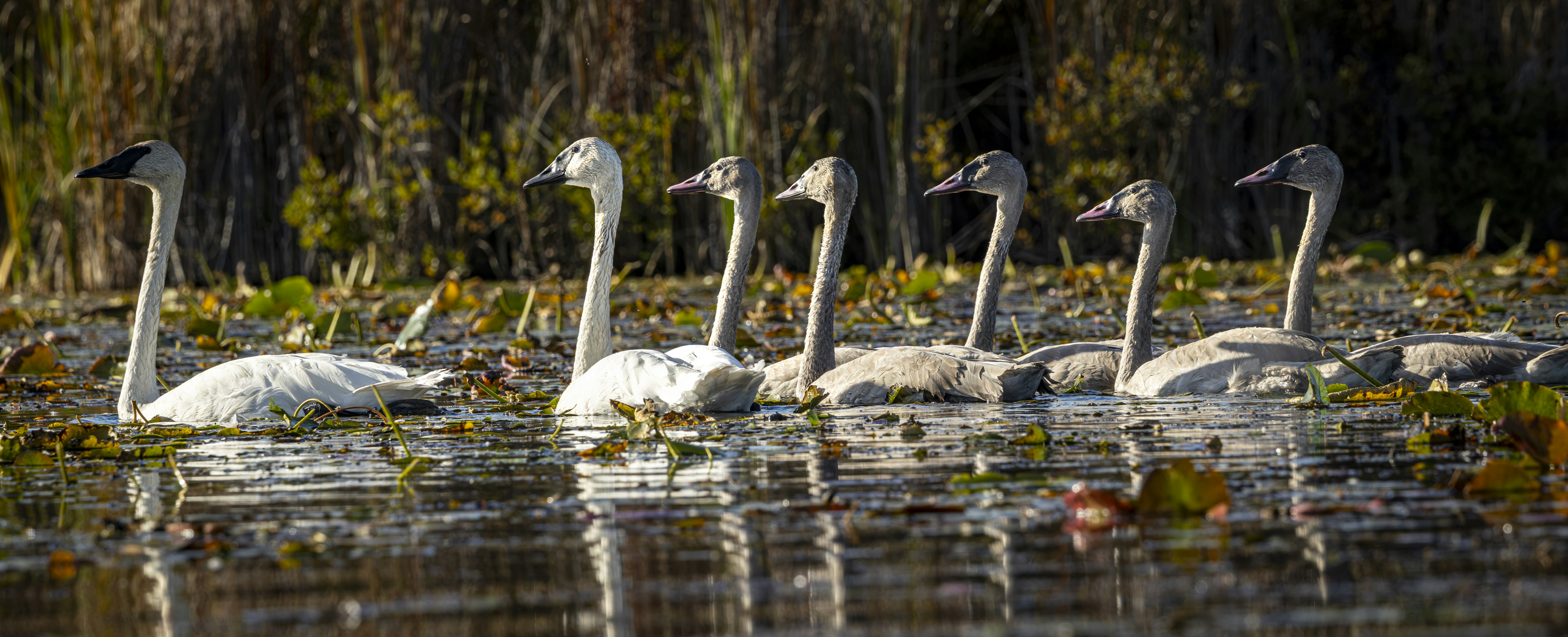 Synchronized White Geese Glide in a Quiet Autumn Lake