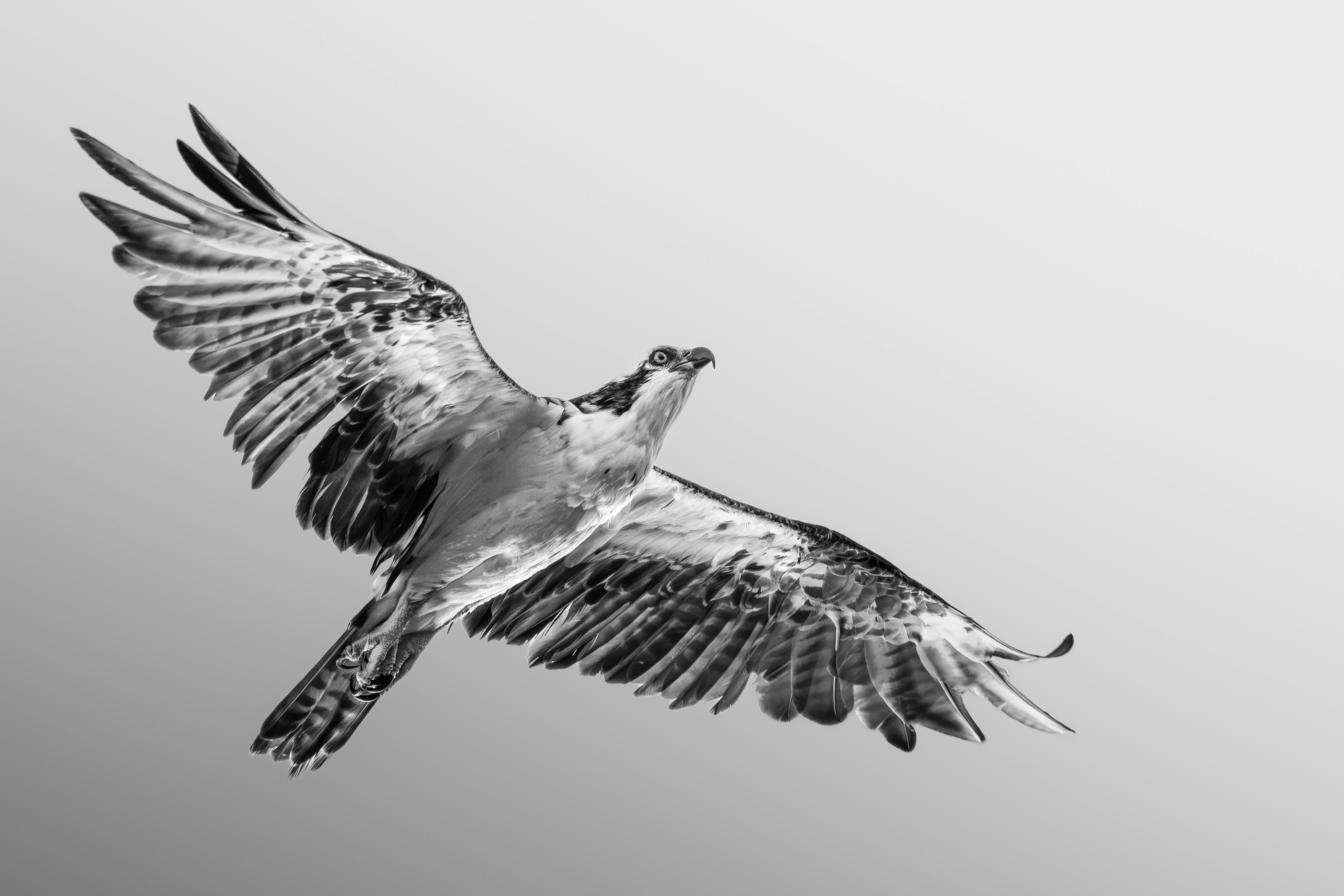 Soaring Silhouette: A Black-and-White Flight Above a Quiet Gradient
