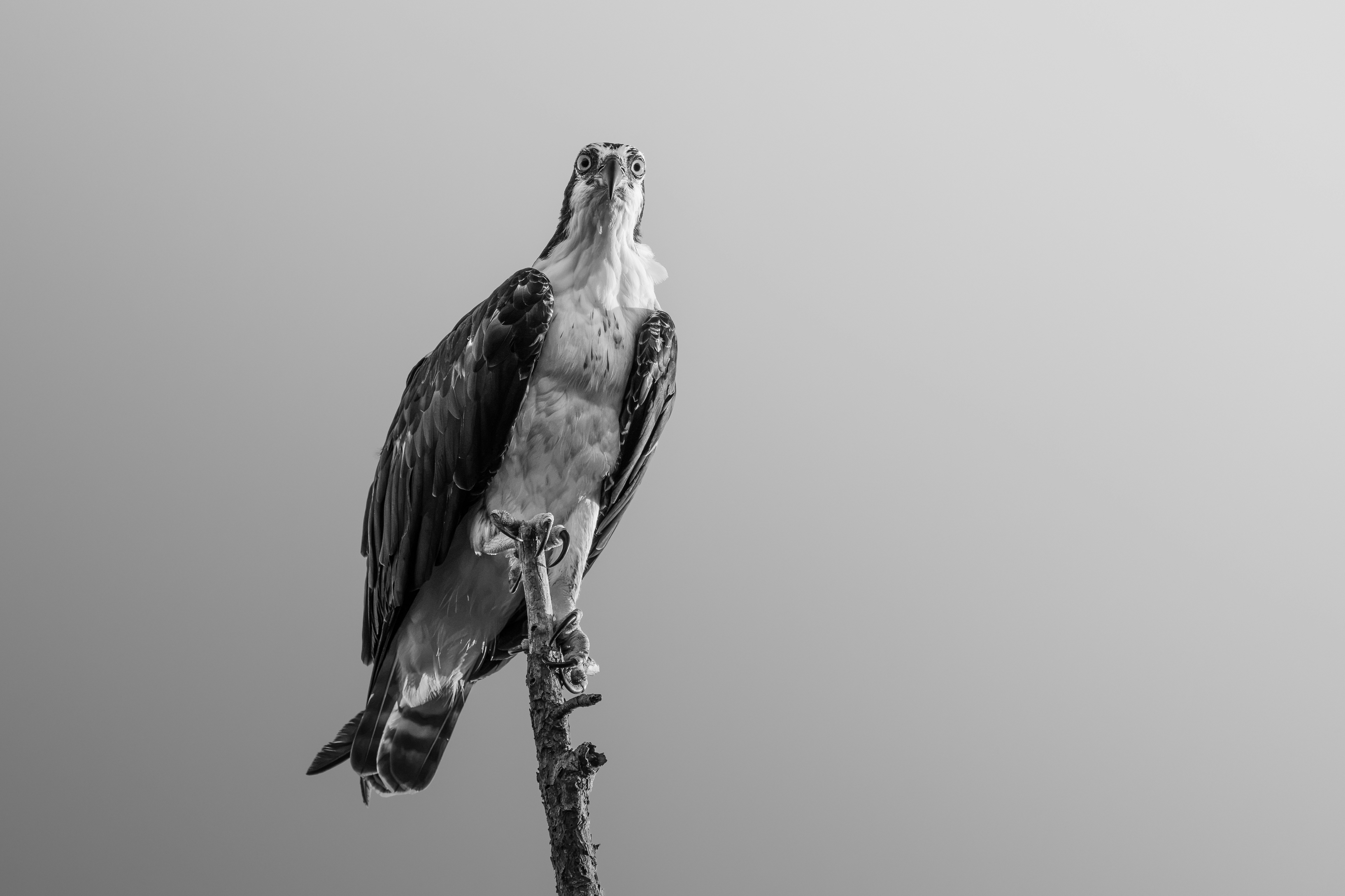 Raptor on a Needle: A Lone Hawk Grips the Sky