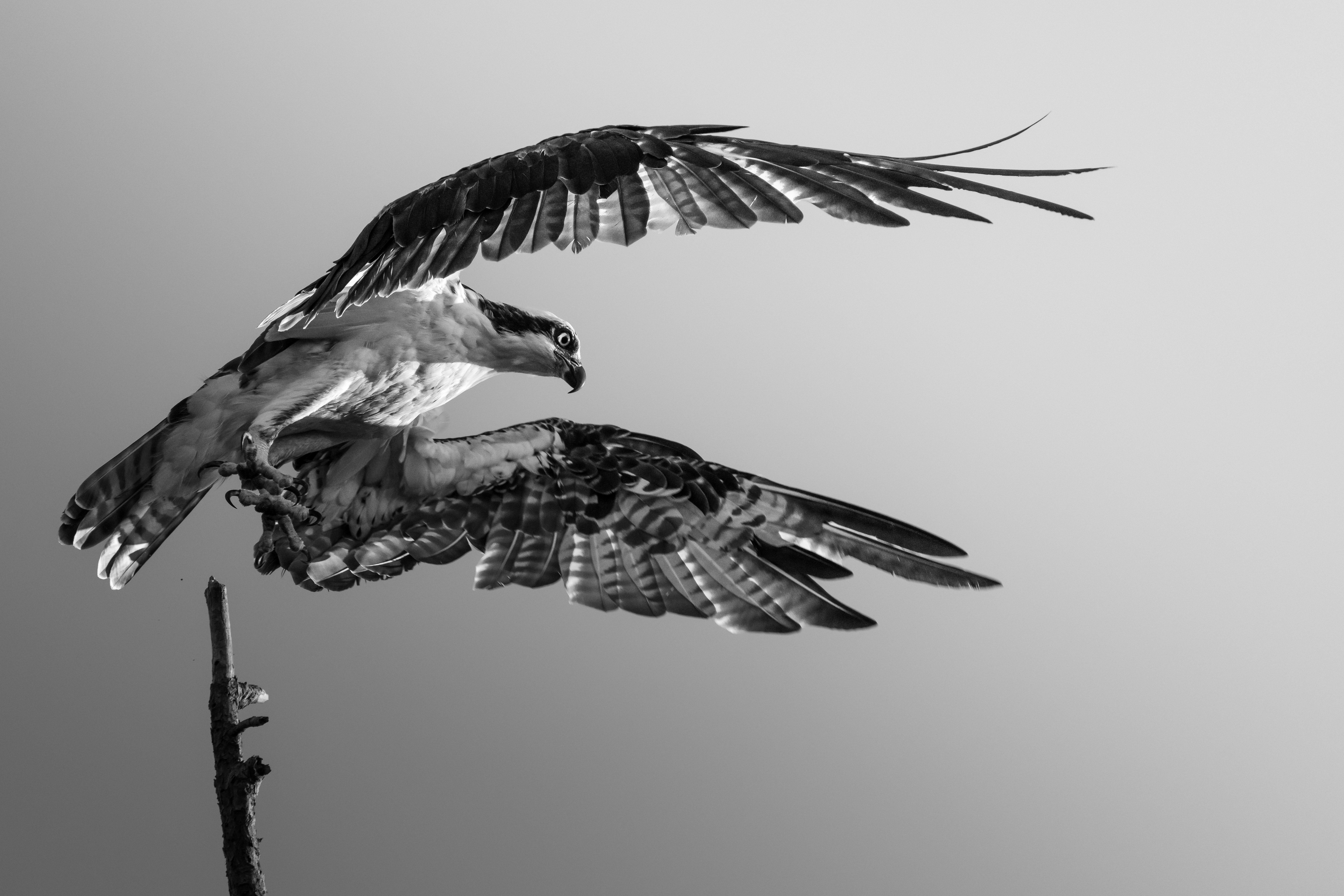 Raven in Flight: A Stark, Monochrome Encounter