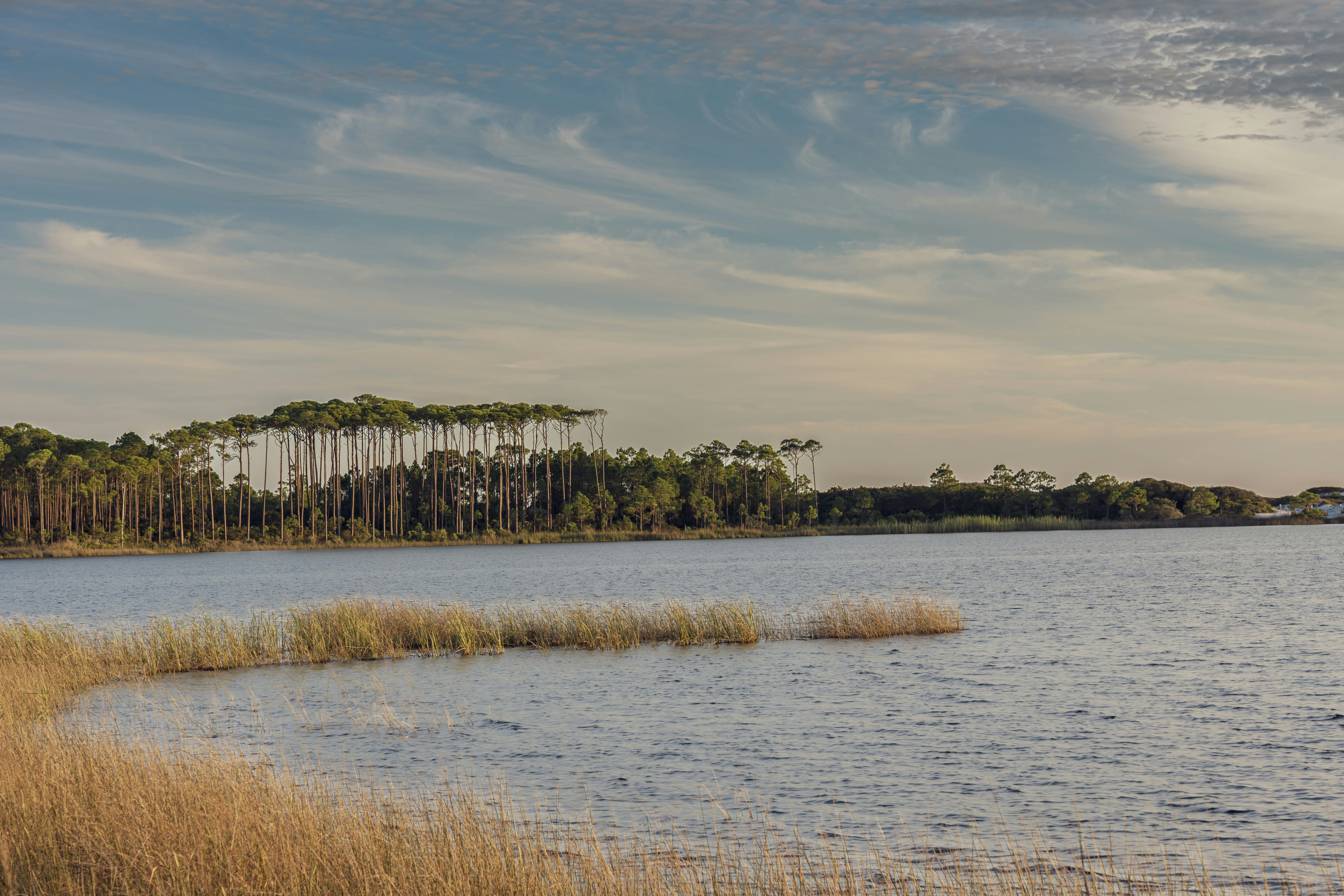 Coastal Pines at Distant Dusk