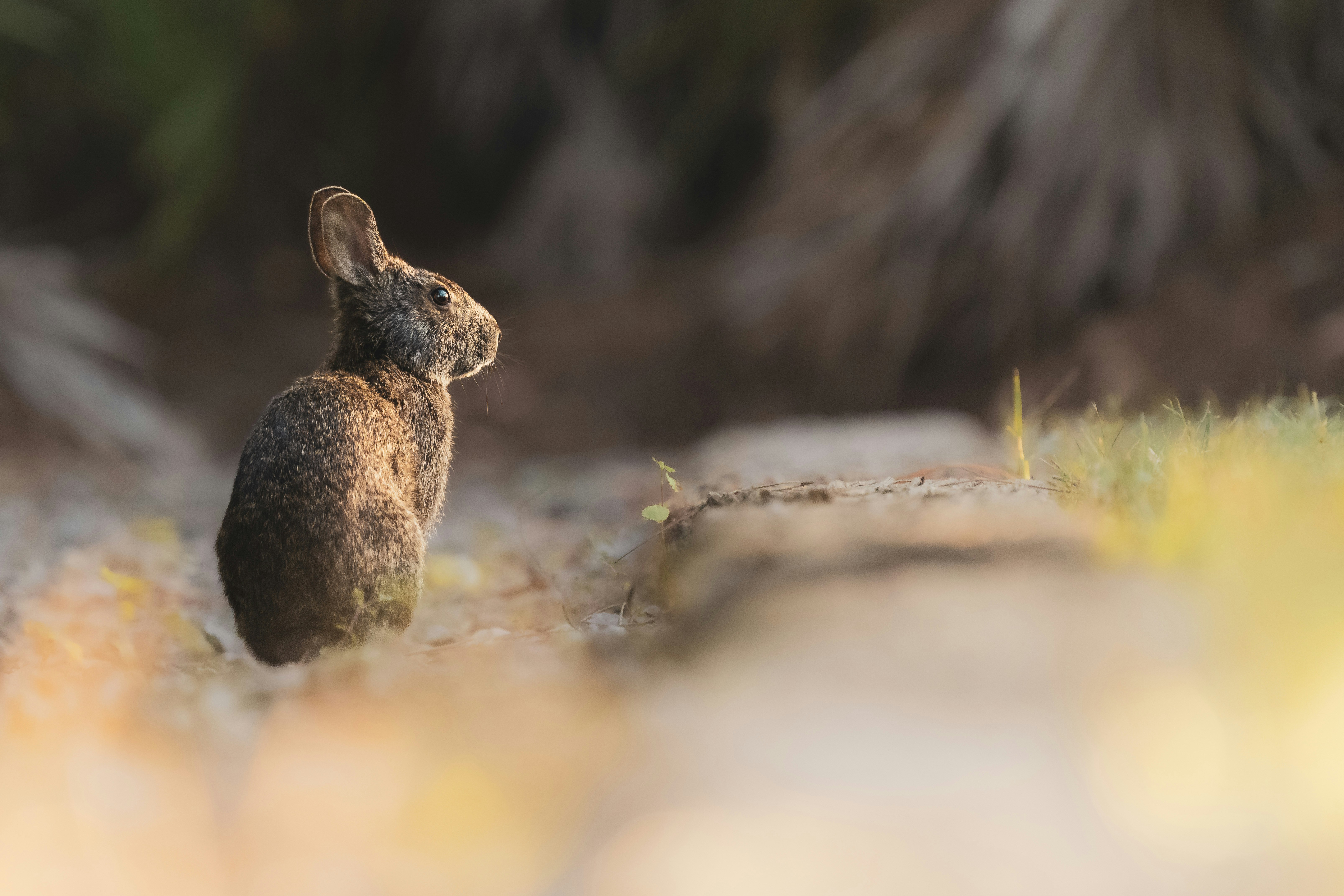 Wild rabbit sitting quietly in a natural woodland environment, illuminated by soft warm sunlight.