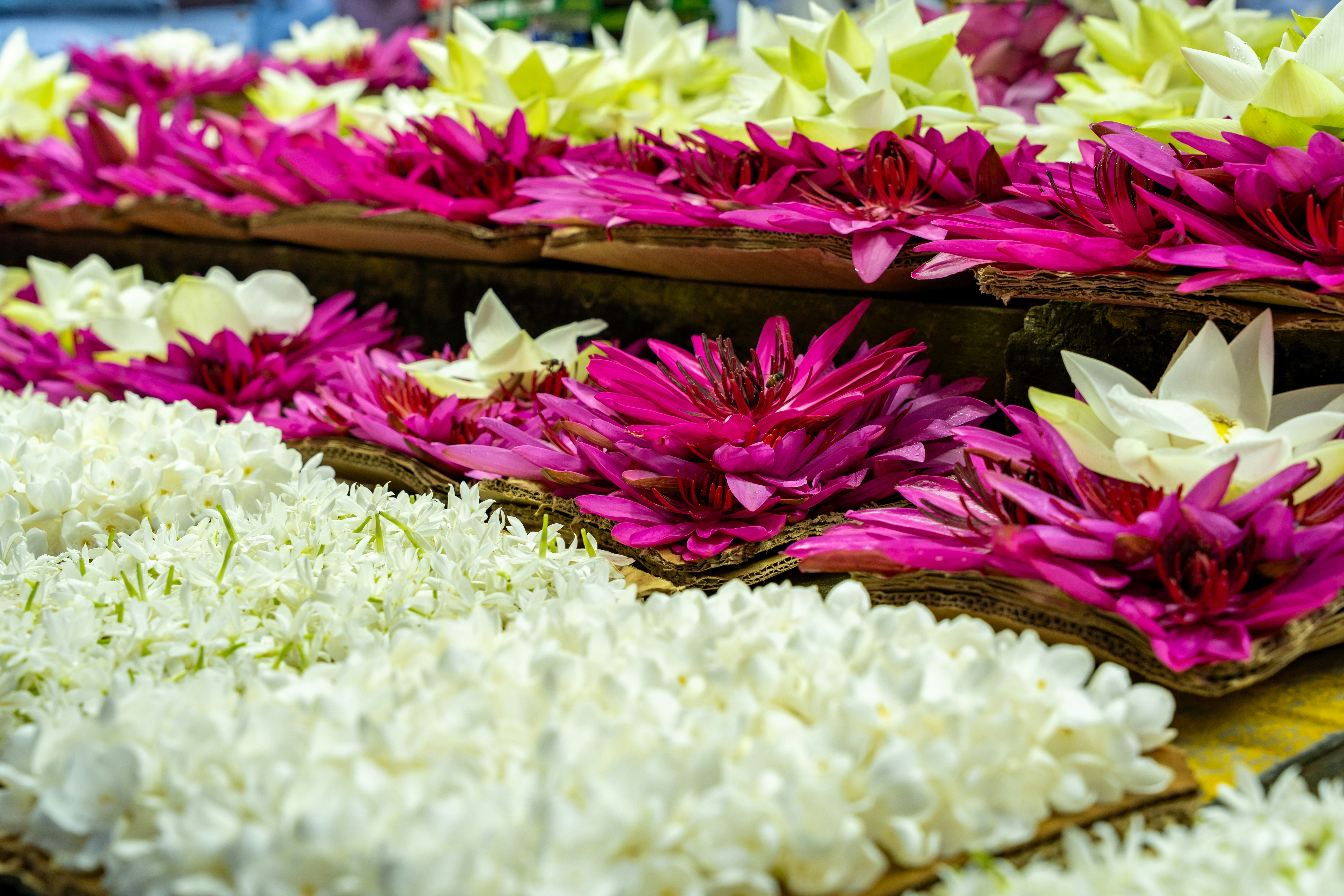 Vibrant Petal Terrace: A Layered Parade of Saxifraga Bloom