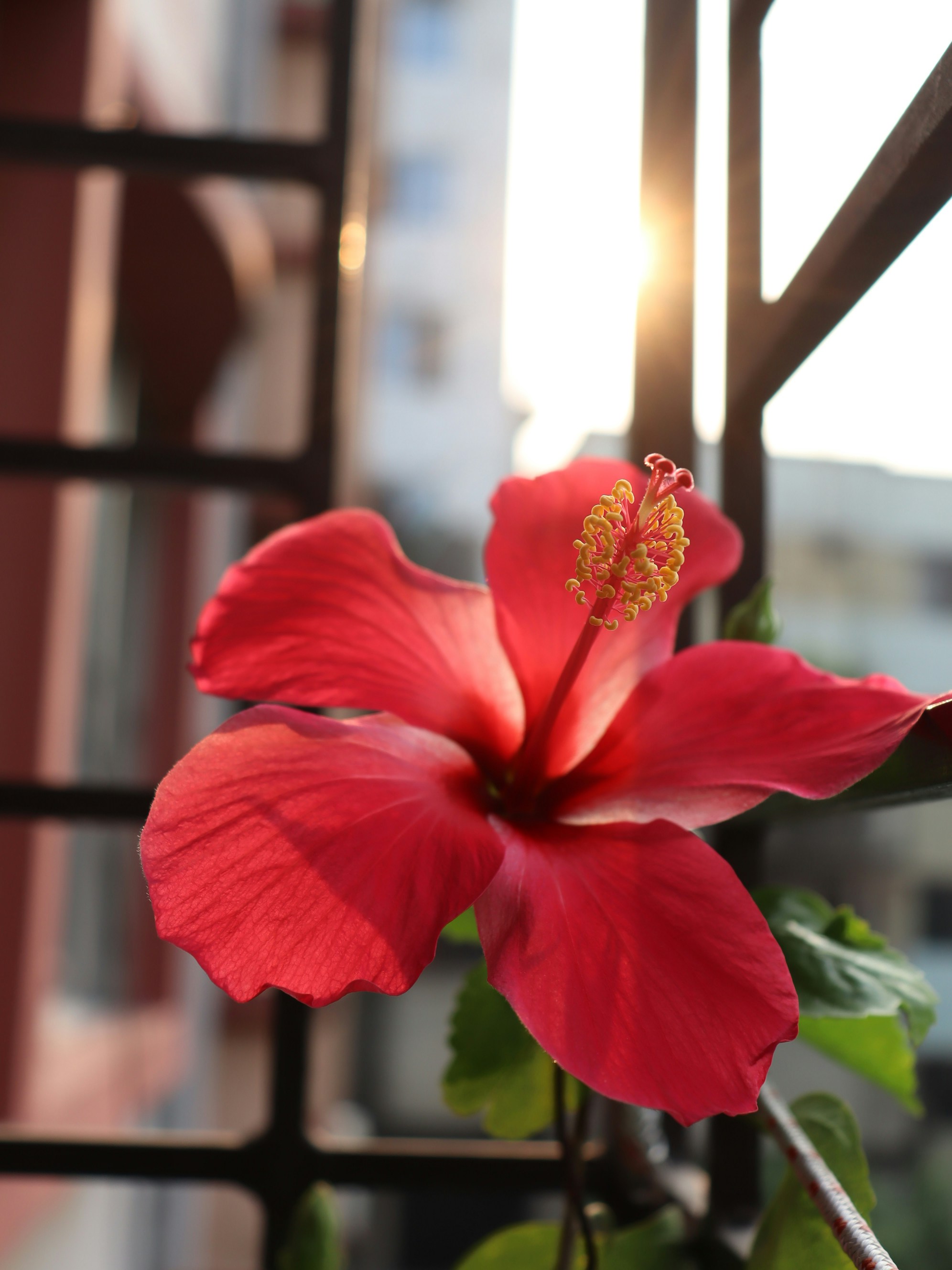 Bright red hibiscus blooms against a blurred urban backdrop, backlit by warm sunset on a balcony railing.