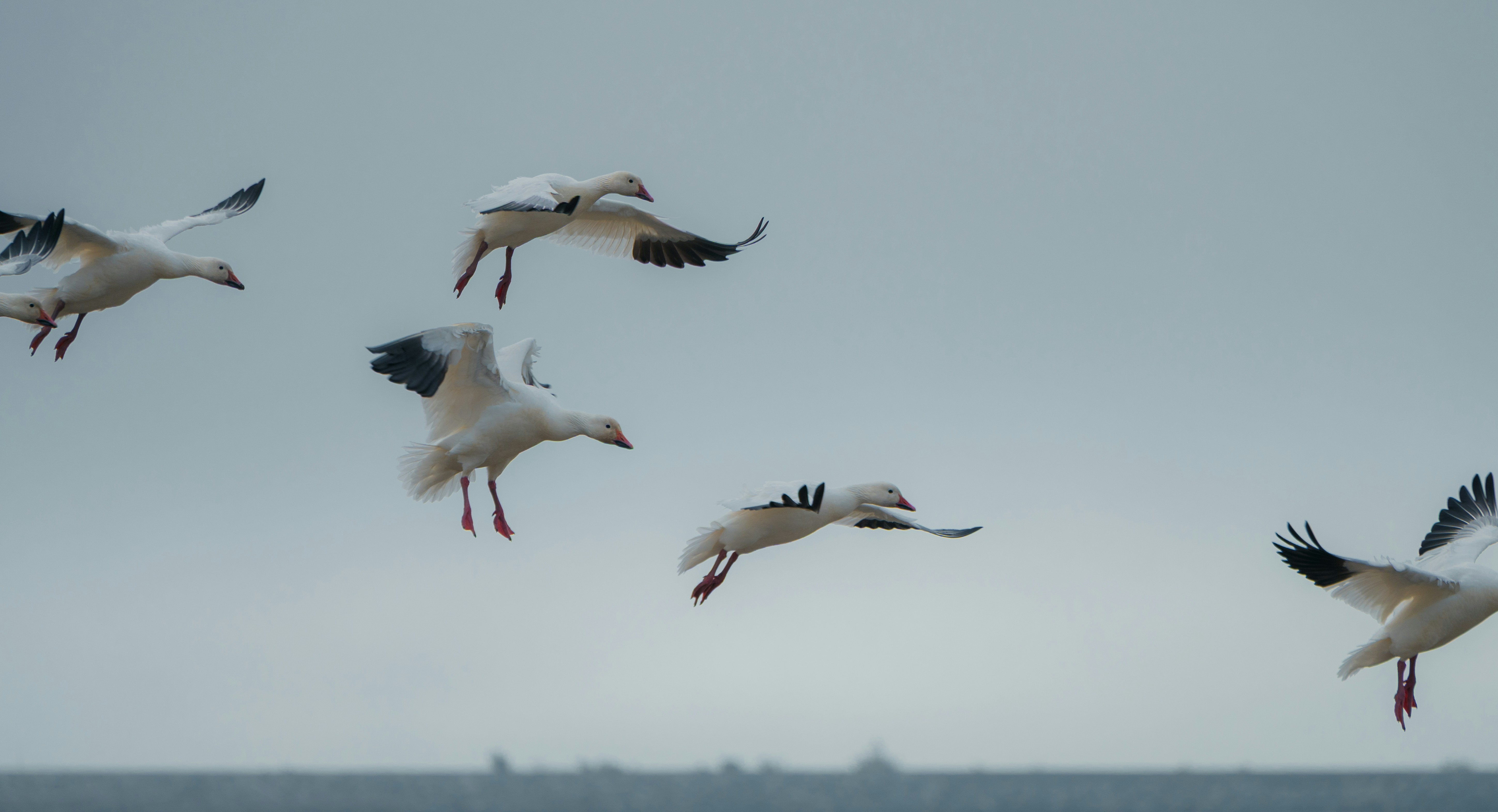 Flock in Flight: Seabirds Skim the Horizon