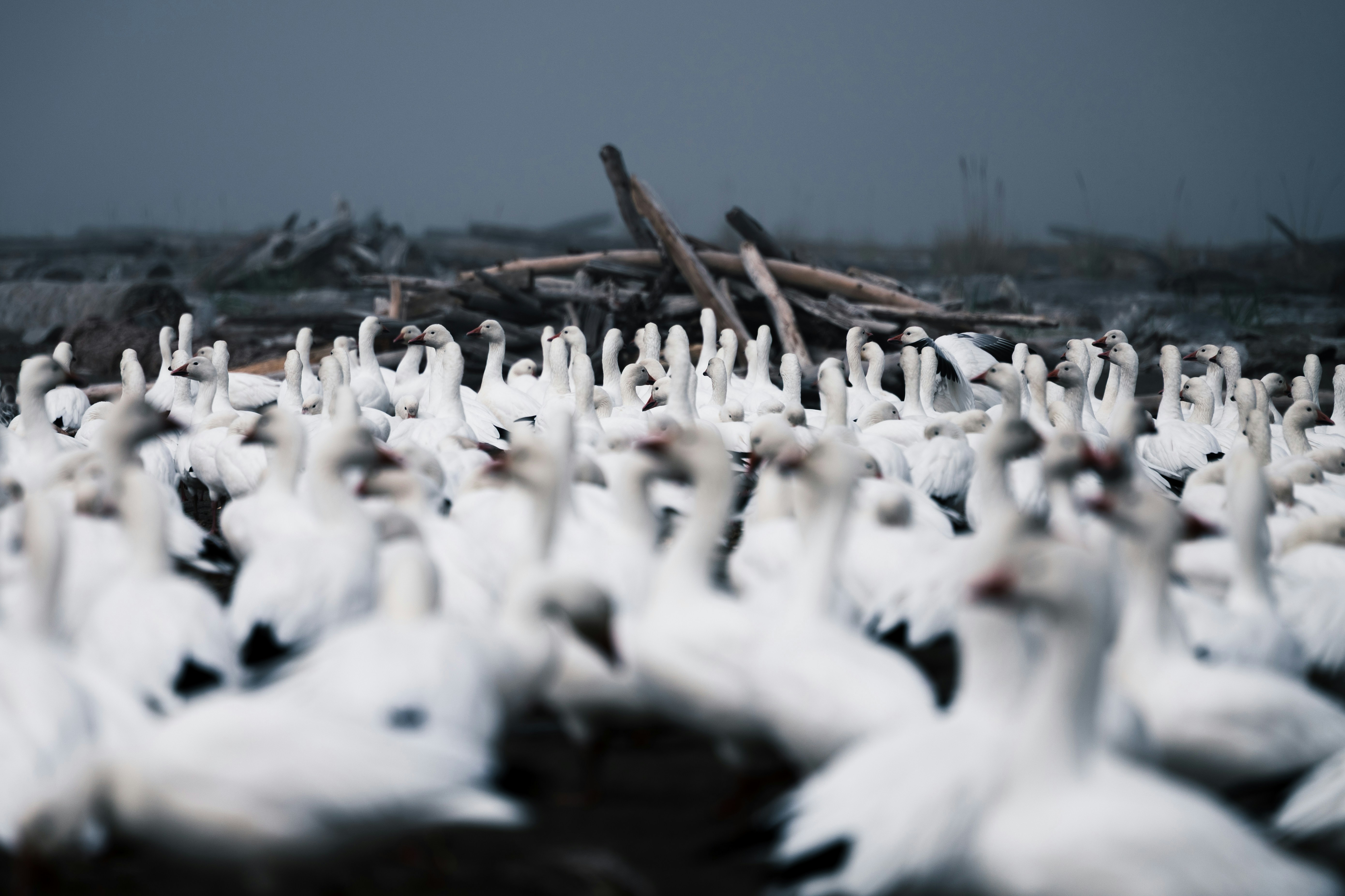 A Sea of White: Geese Lift Above Still Waters