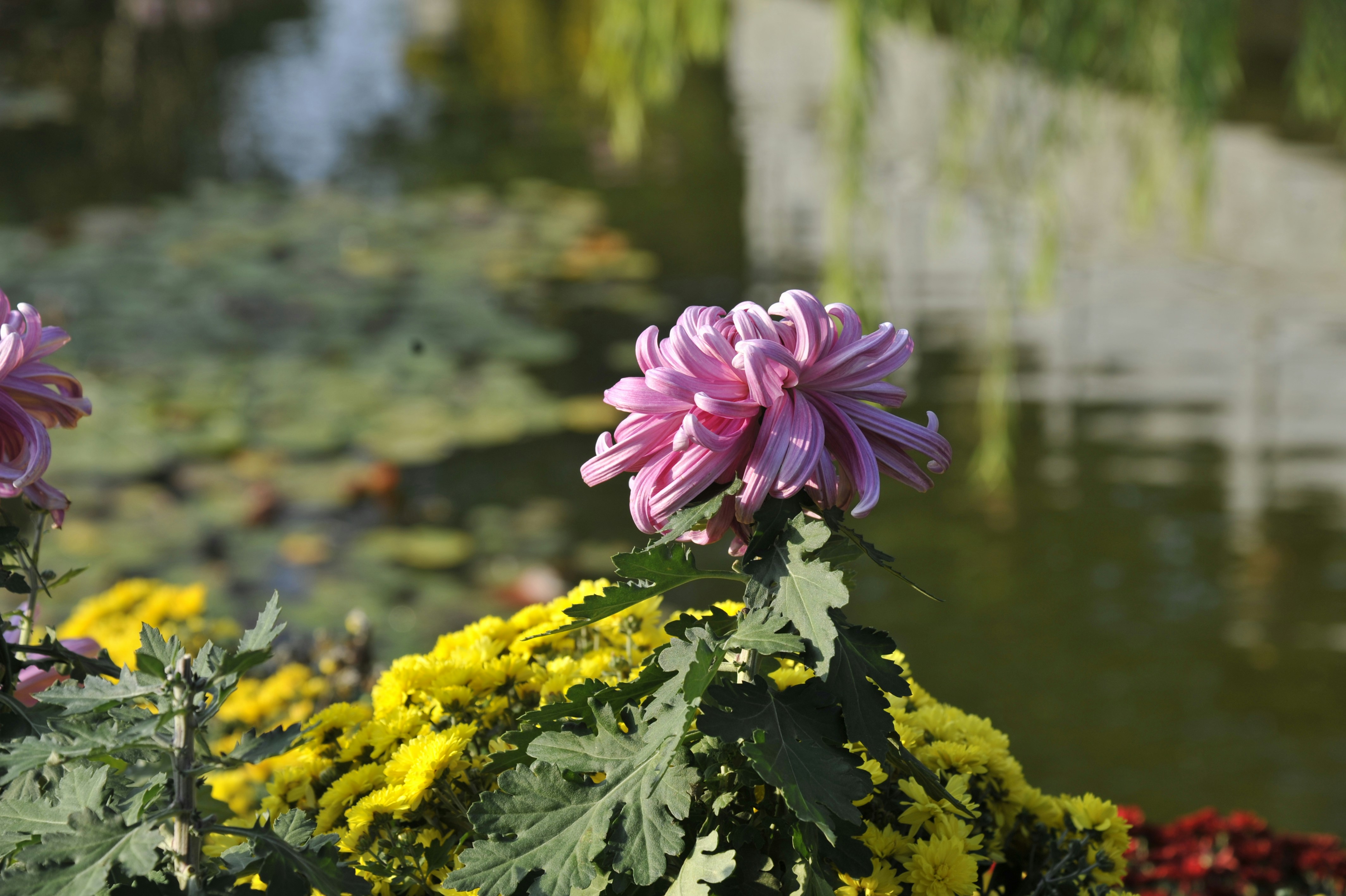 Pink chrysanthemum against a tranquil pond with yellow flowers
