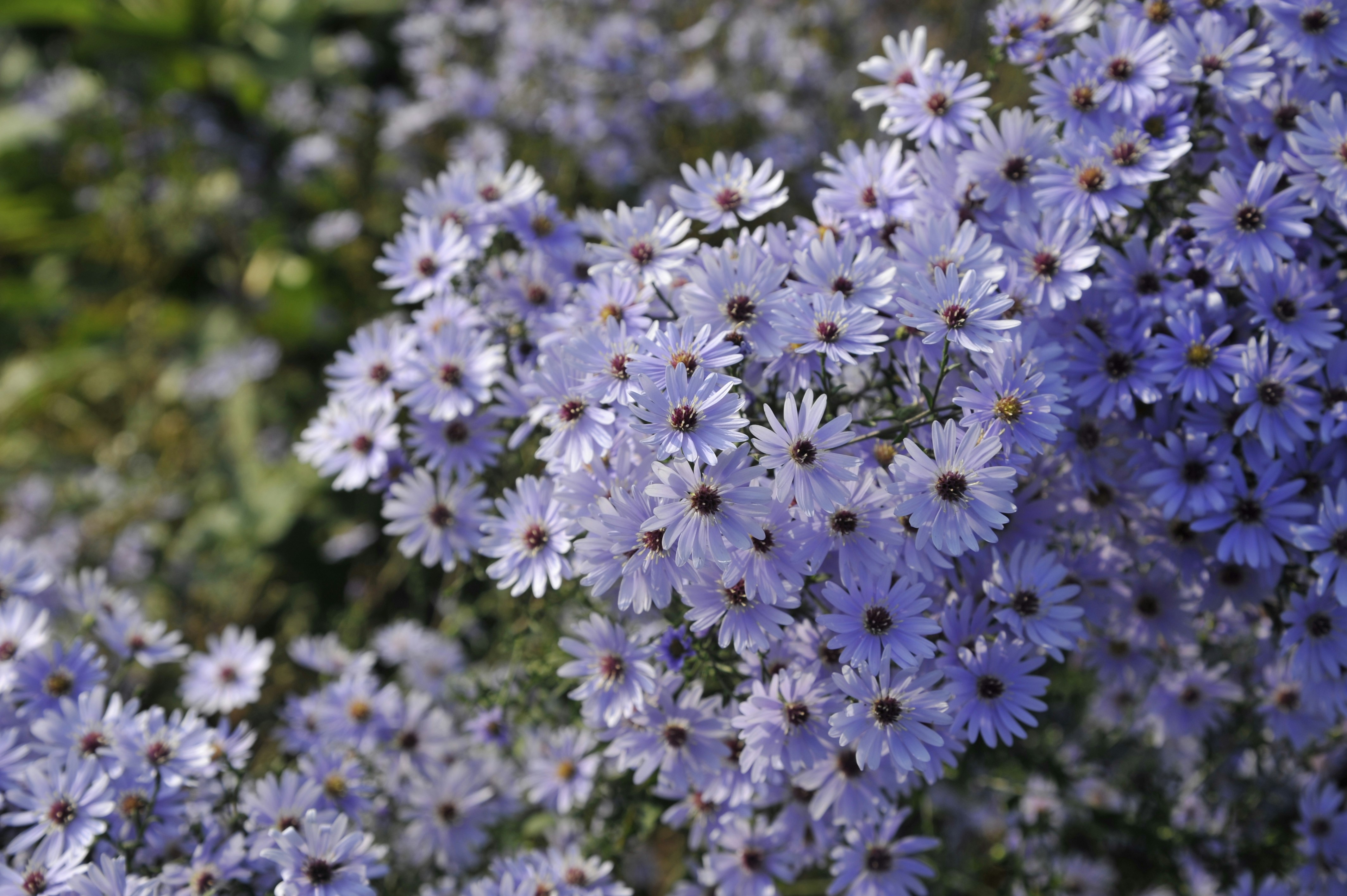 Blue Aster Bloom Web