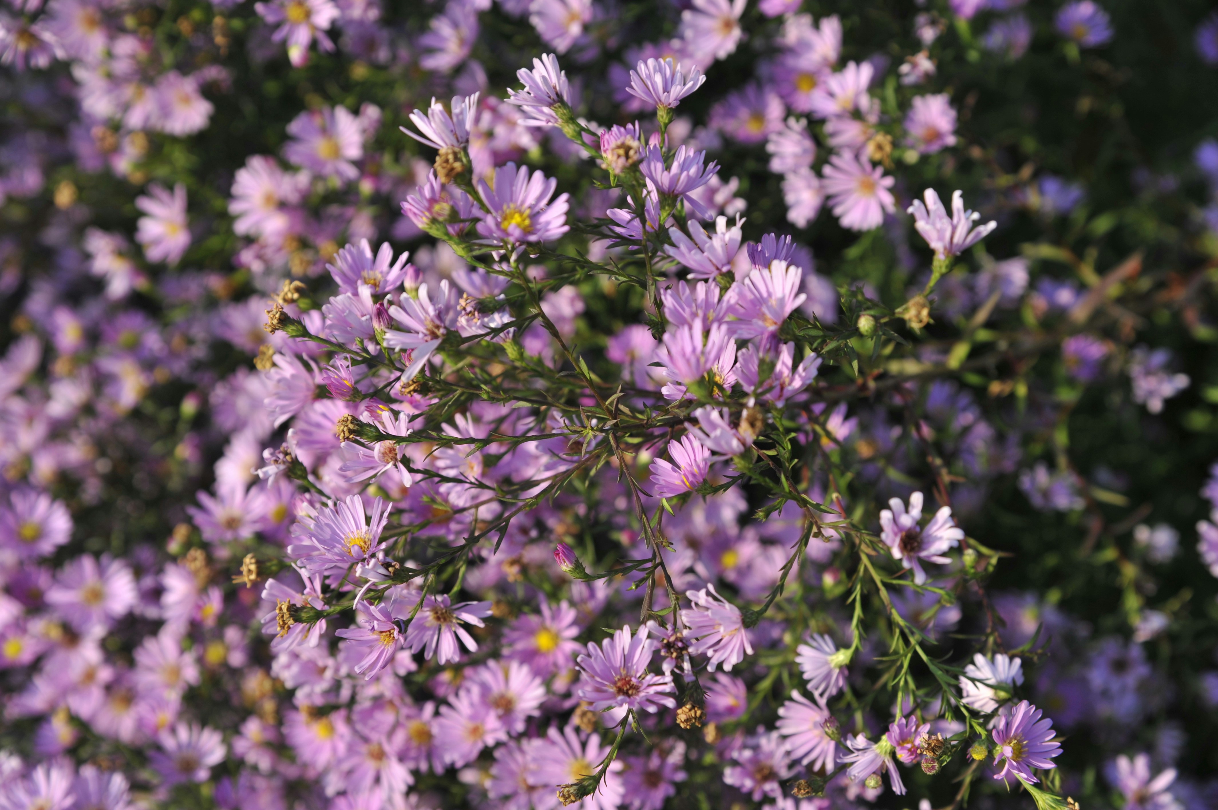 Lavender-tinged bloomscape: a sea of tiny asters