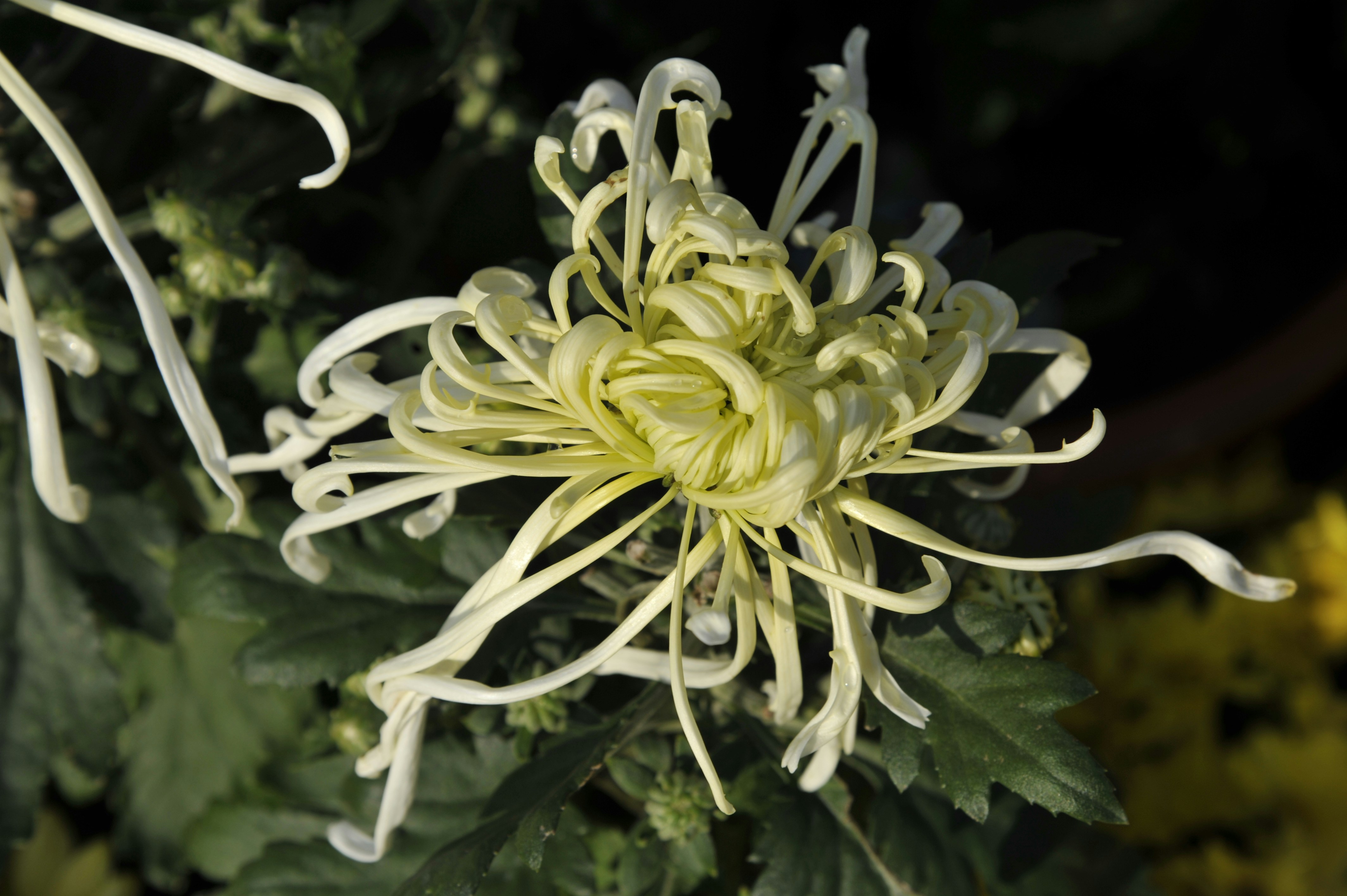 Spotlight Chrysanthemum: Strands of Cream in a Dark Foliage Frame
