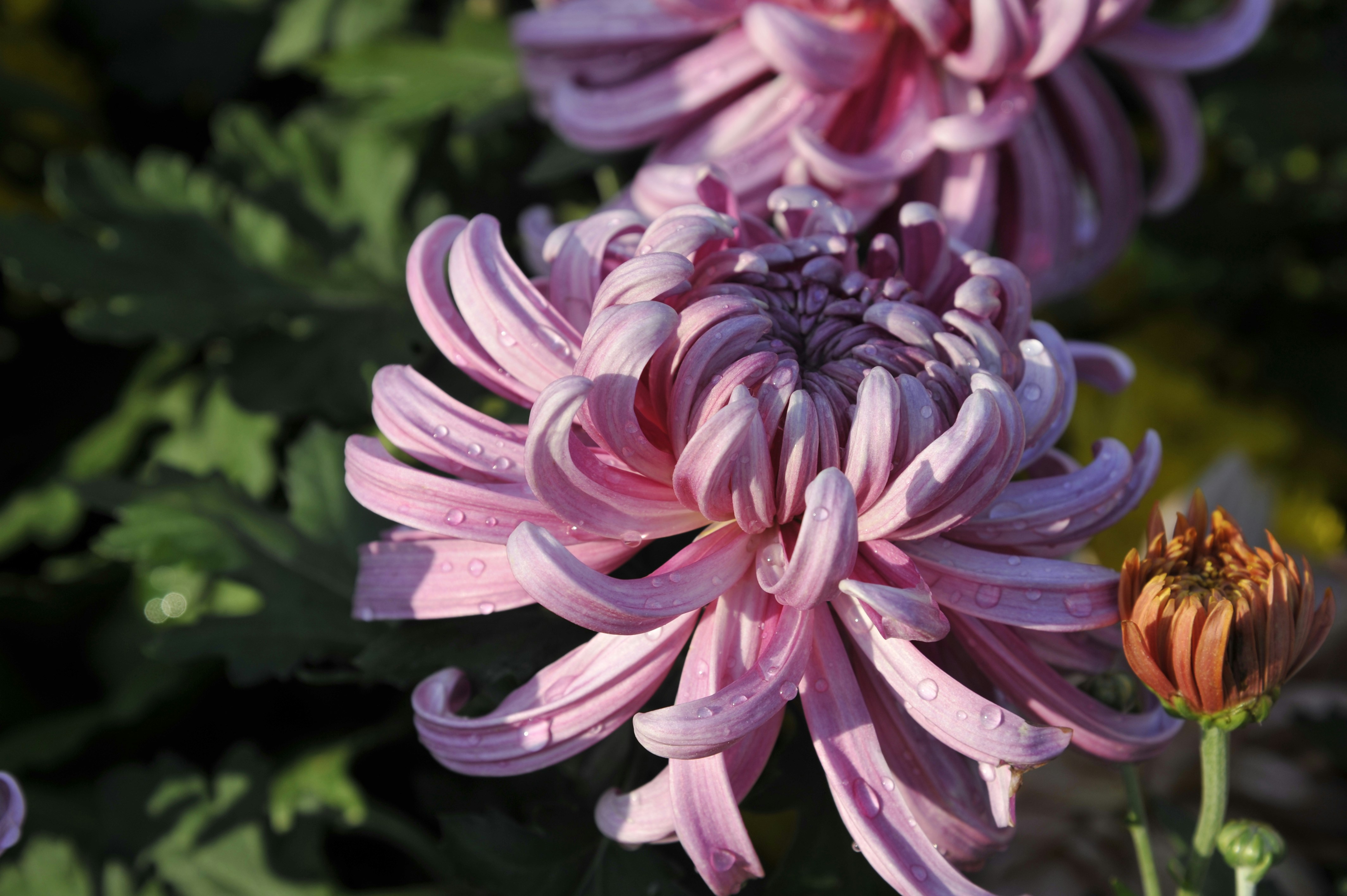 Pink Chrysanthemum in Focus: Petal Curves and Buds in Sunlit Garden