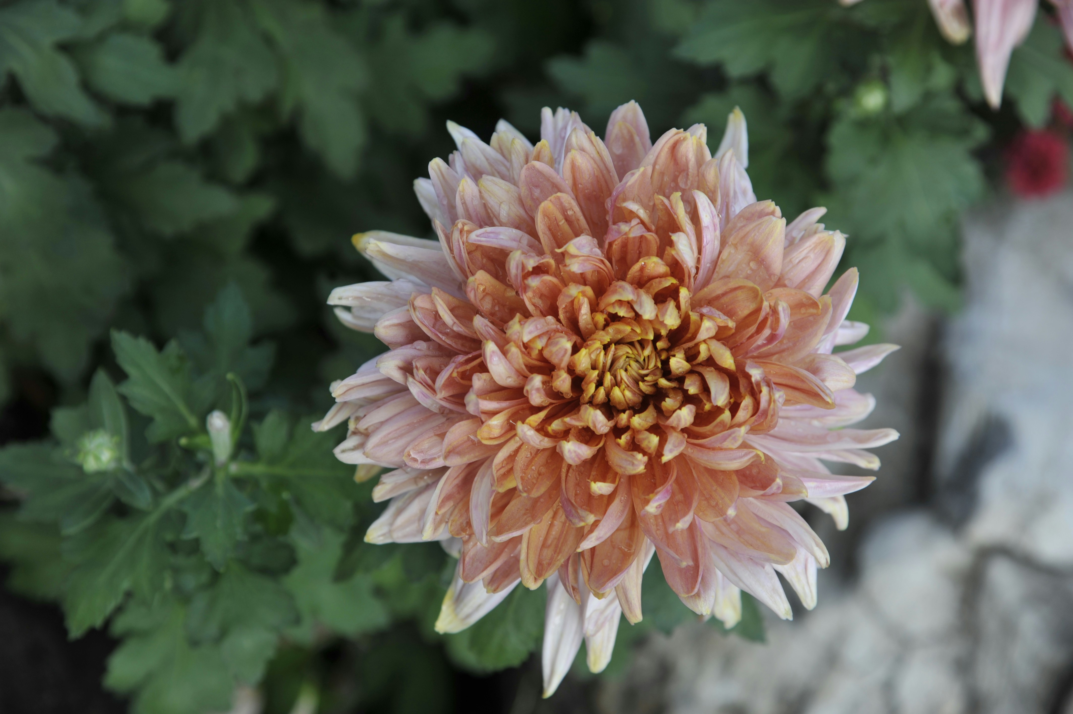Petaled Sunburst: A Peach-tinged Chrysanthemum in Quiet Garden Light