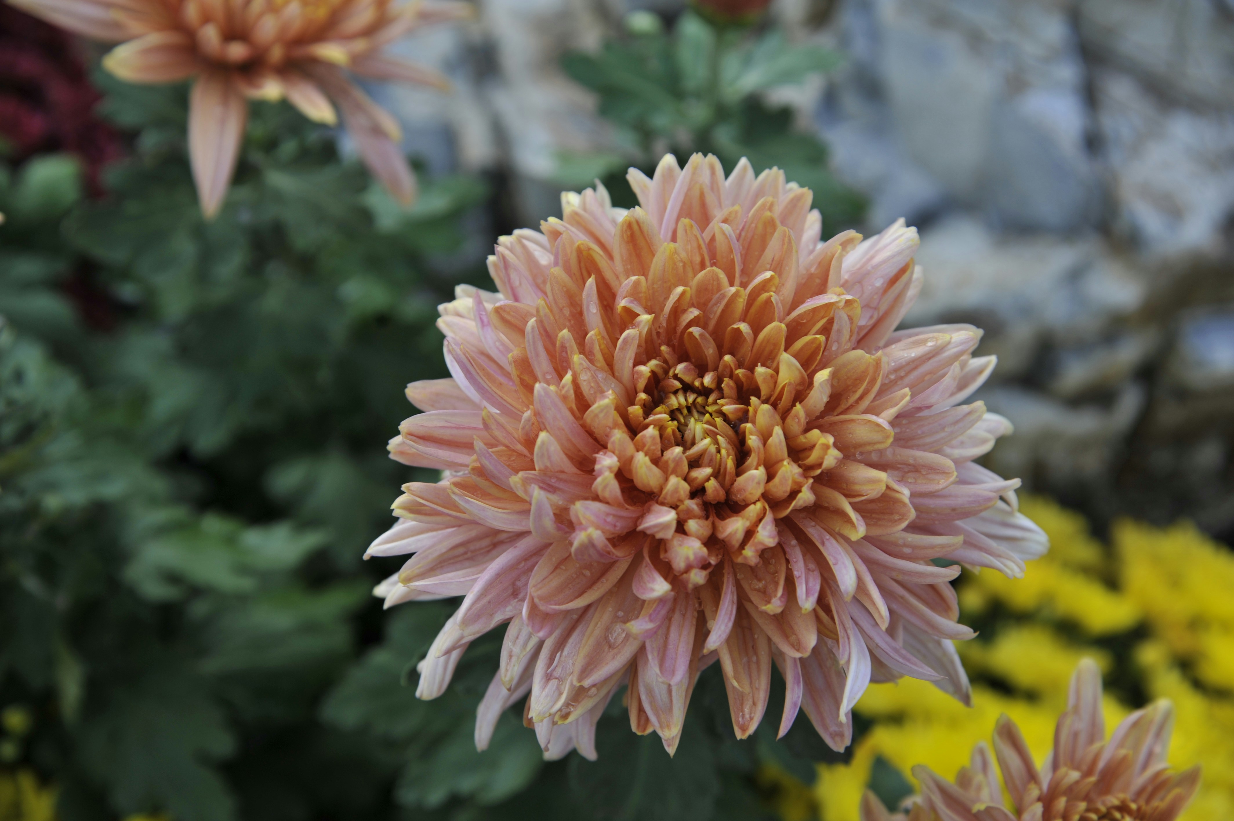 Centifolia Glow: Peach-Champagne Bloom against a Quiet Garden Wall