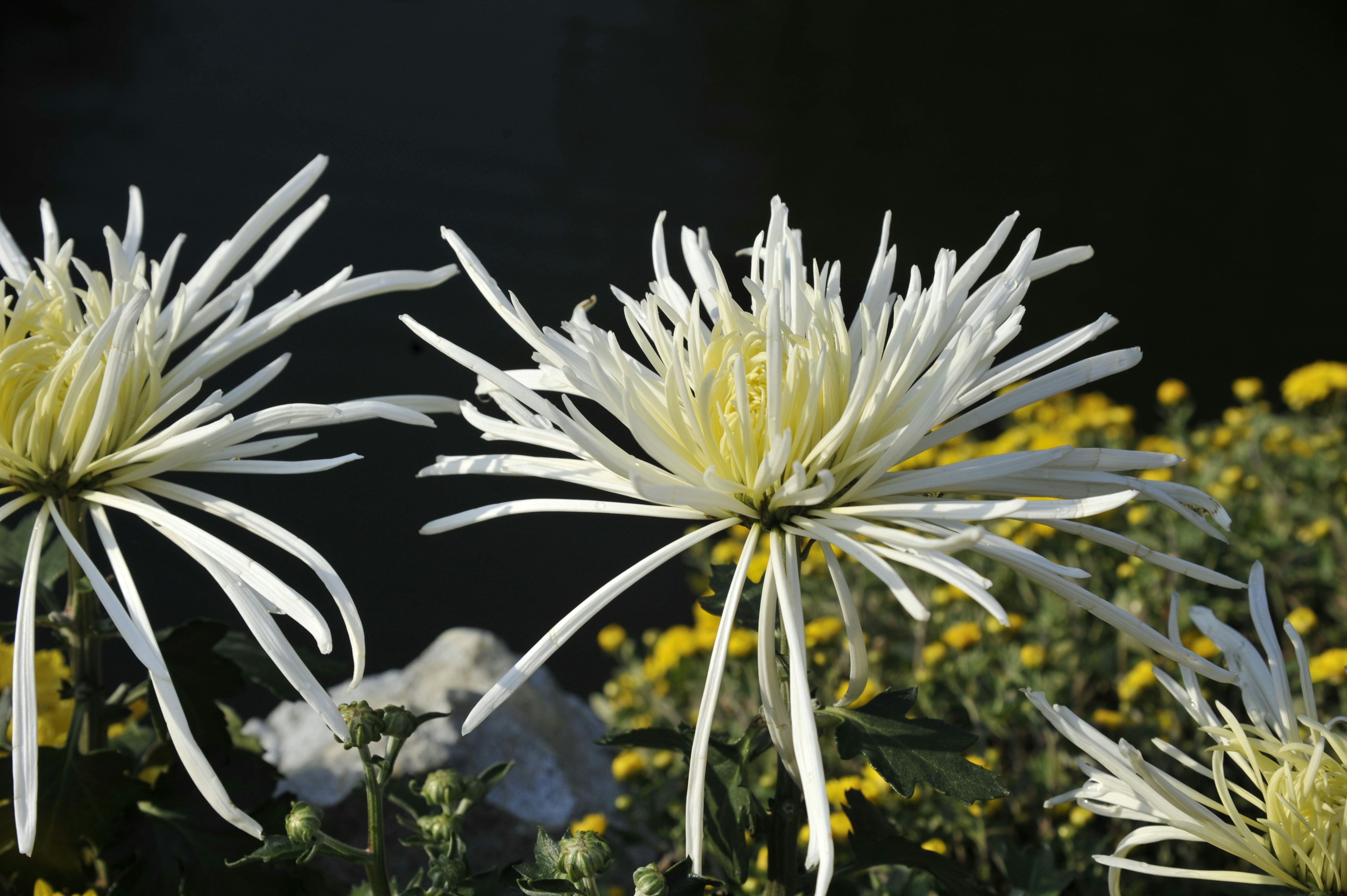 White Chrysanthemums Reaching Toward Morning Light