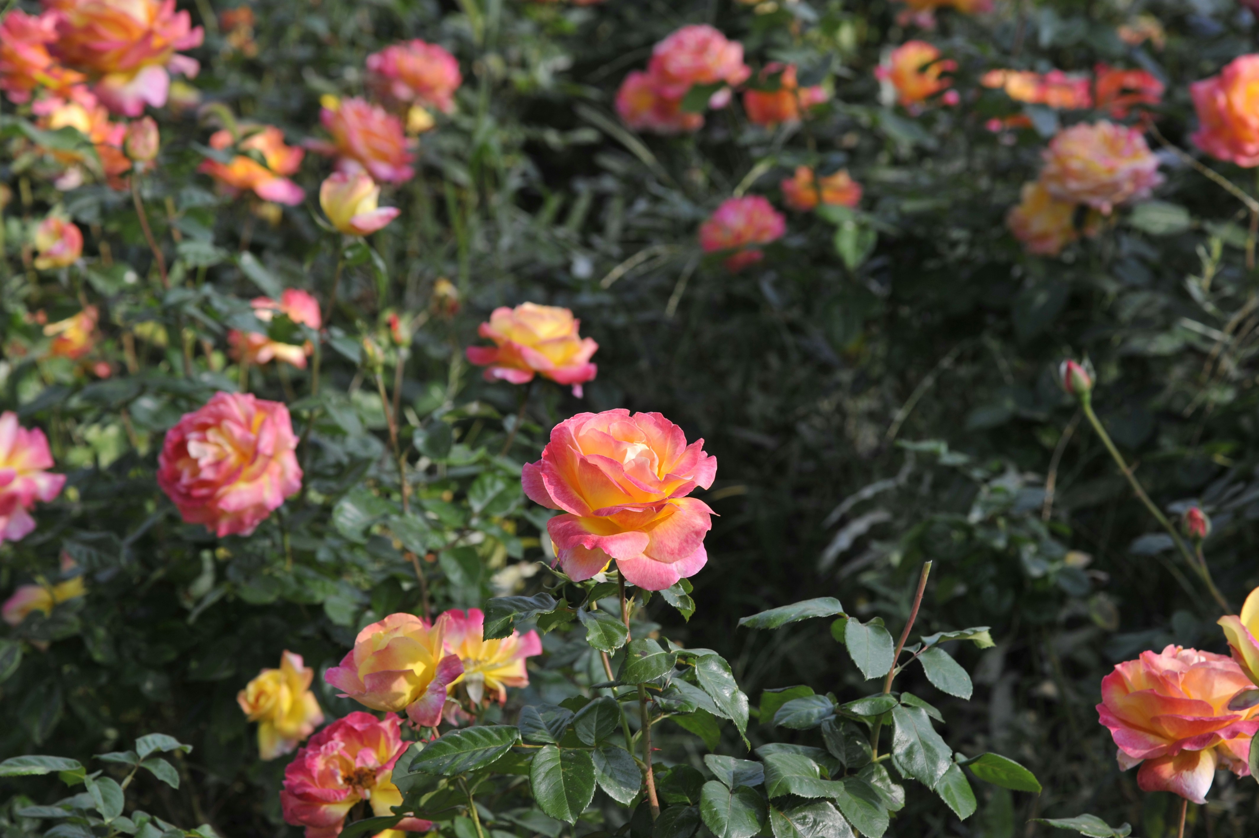 Rosy Spotlight: A Garden of Orange-Pink Roses in Bloom