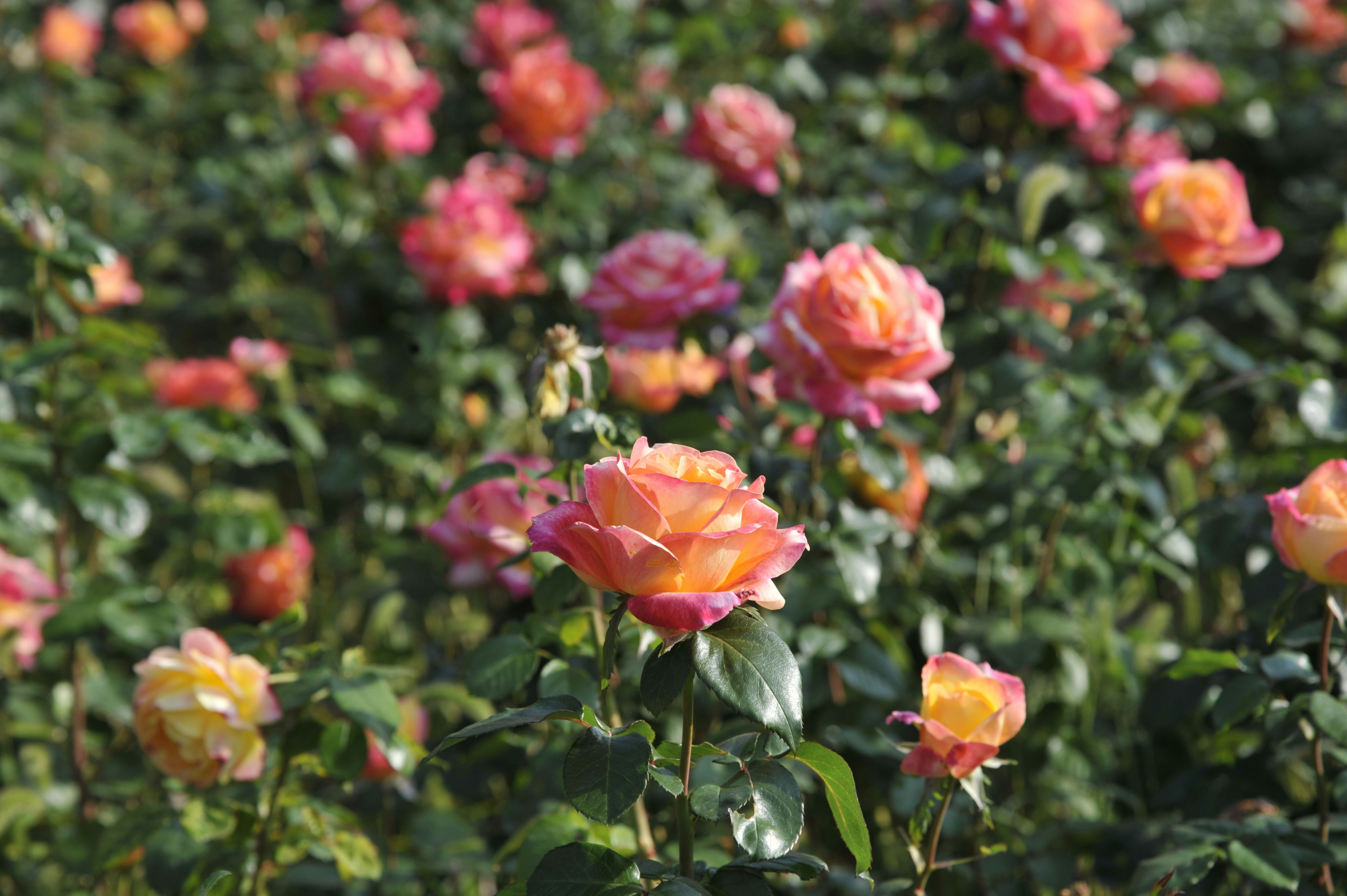 Central Bloom in a Sea of Roses