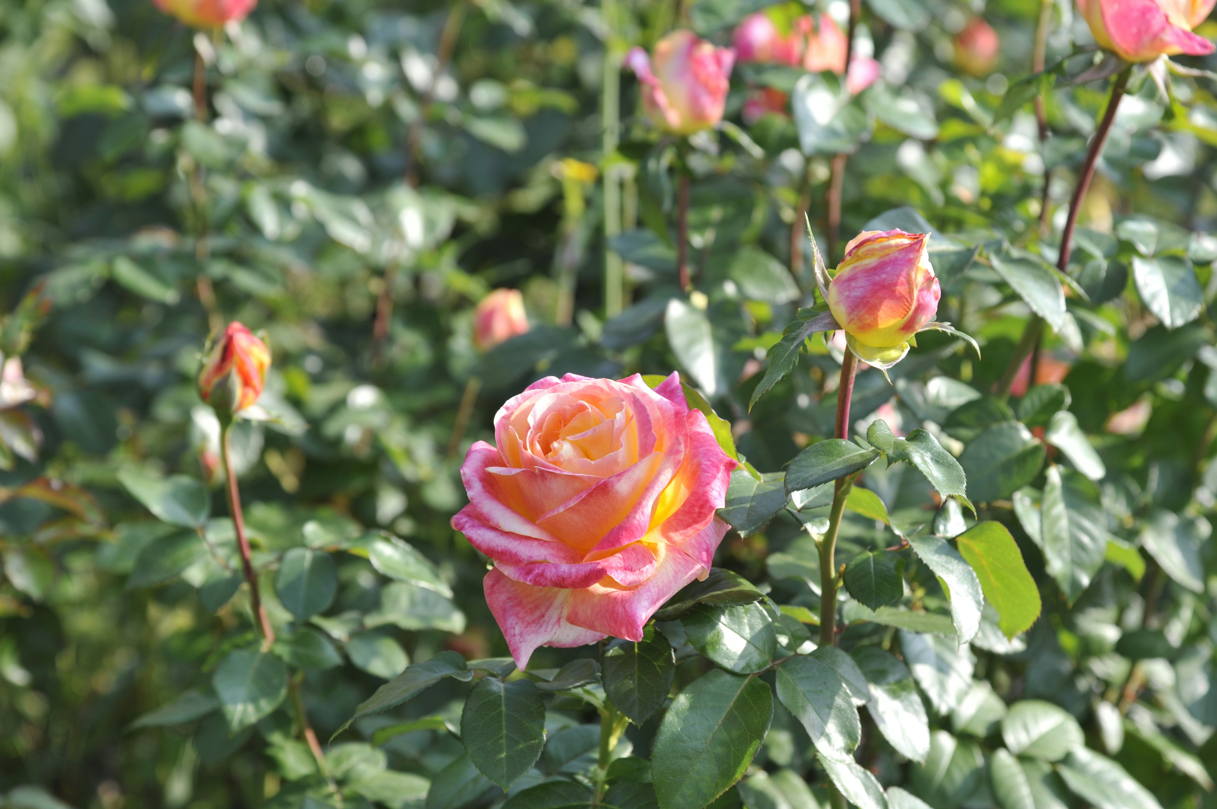 Pink-tinged rose in a sunlit garden frame