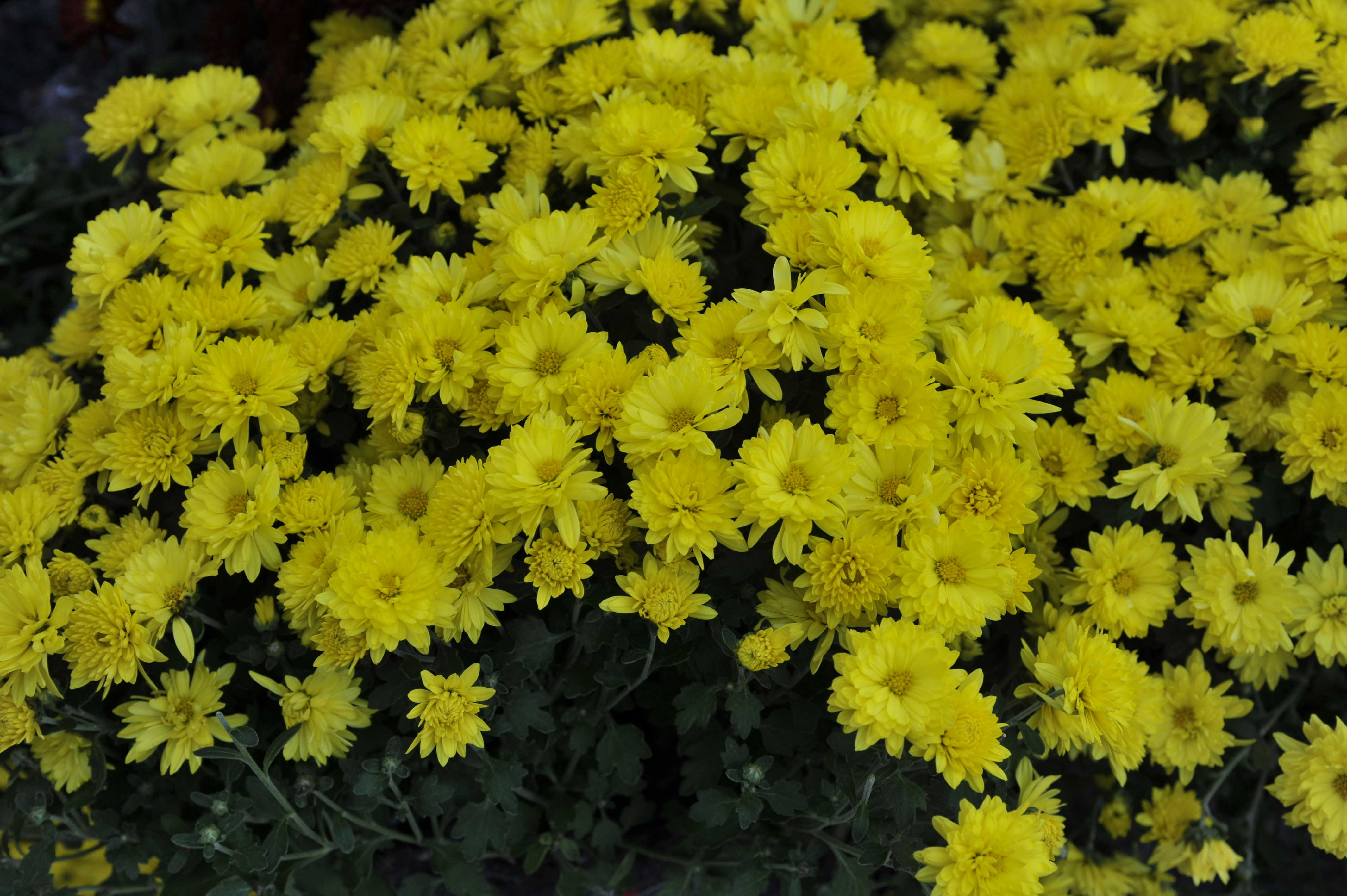 Sunlit Carpet of Yellow Chrysanthemums