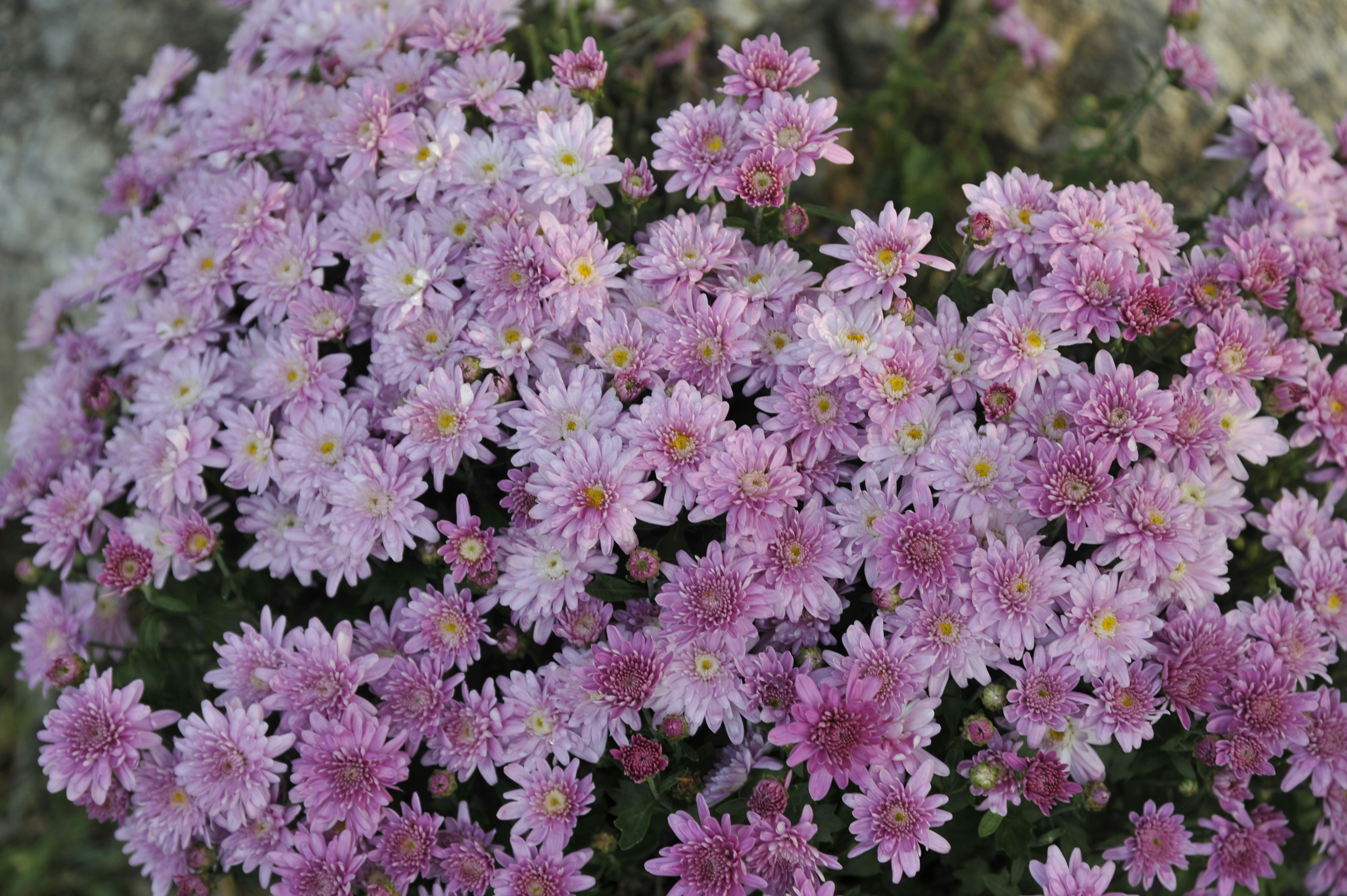 Pink Chrysanthemum Bloom Blanket