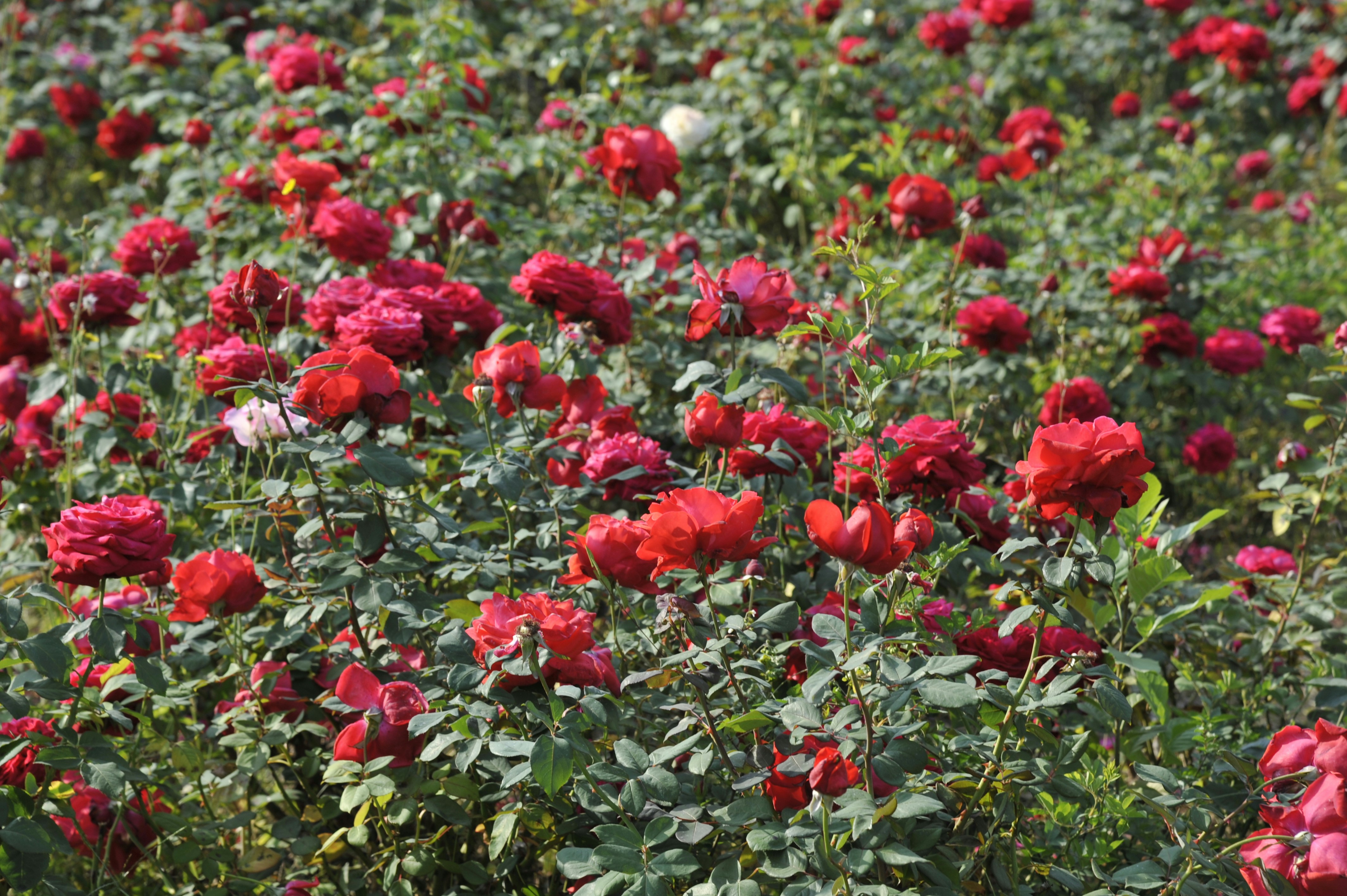 Crimson Sea of Roses: A Sunlit Bloom Field in Full Color