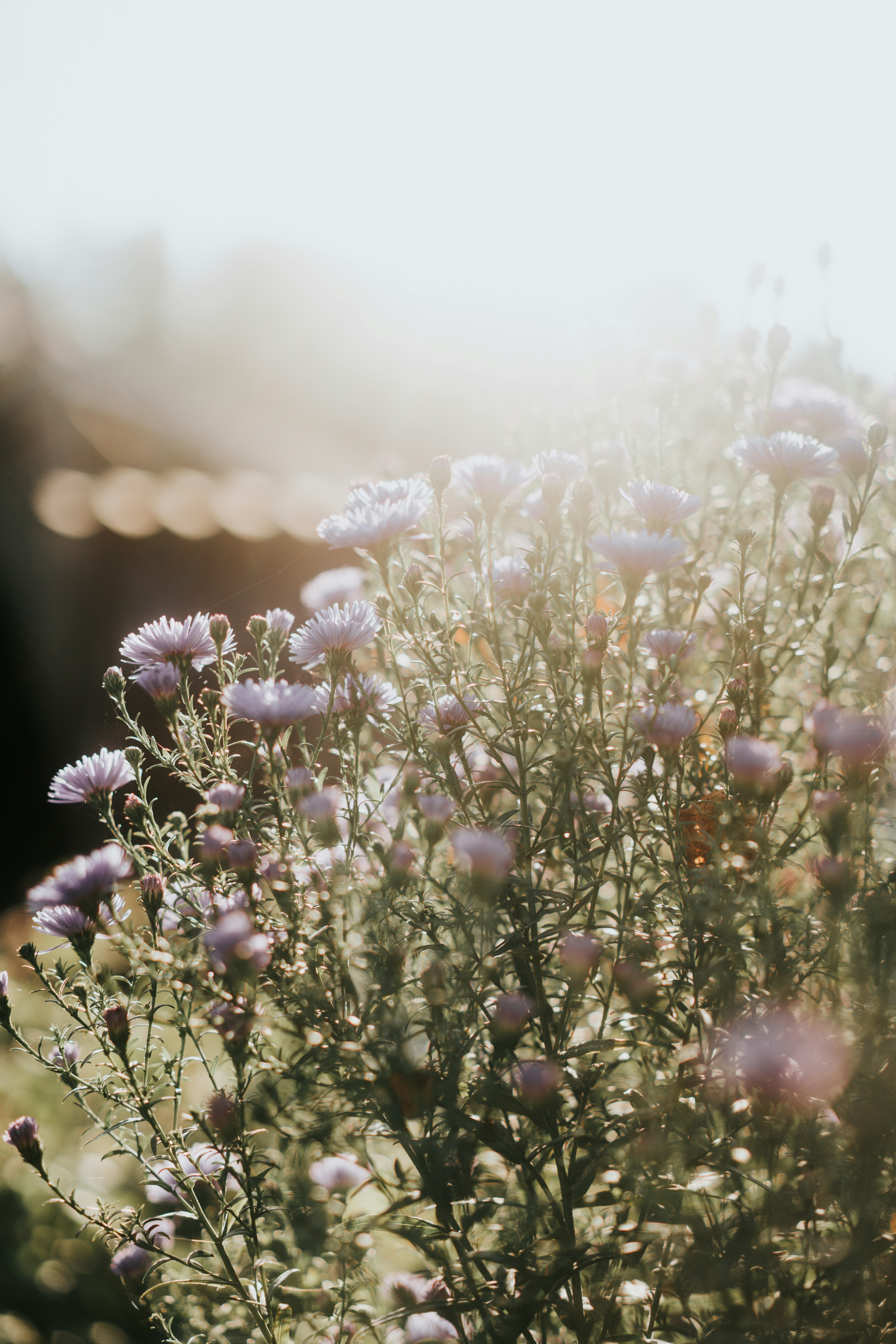 Soft Dawn Bloom: Lavender Flowers in a Quiet Field