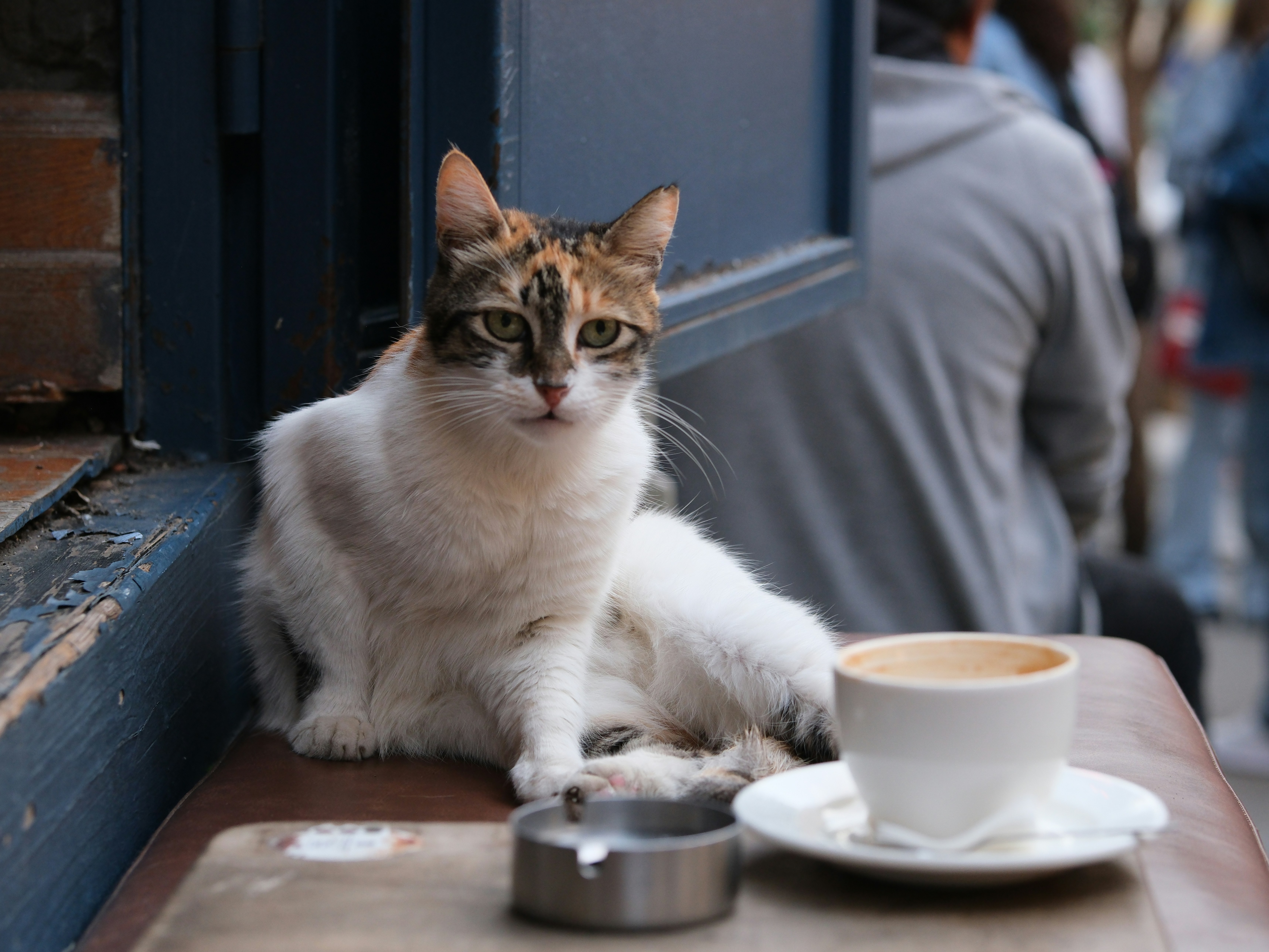Cozy café gaze: a relaxed cat lounges beside a latte