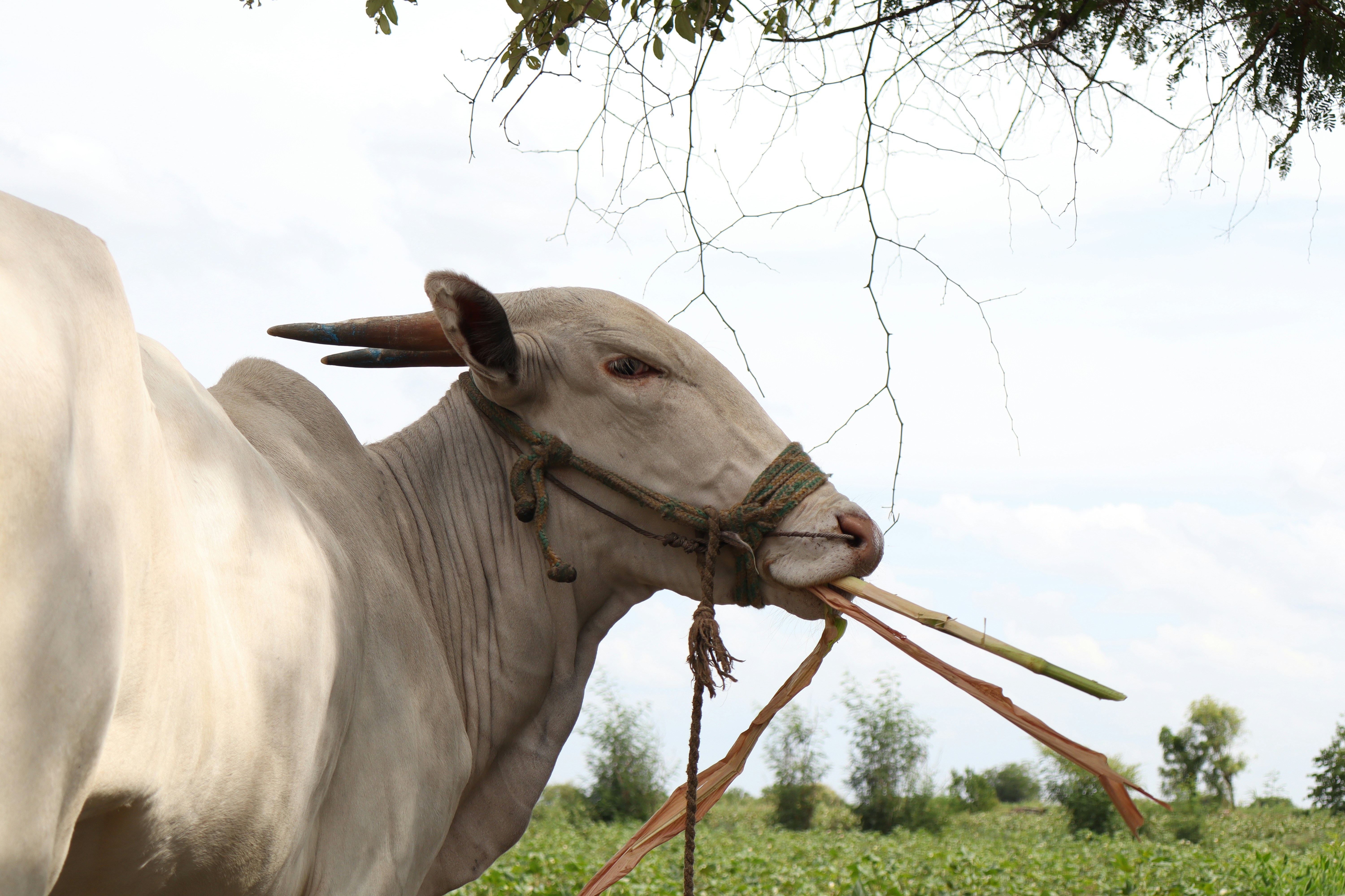 Two-tone Brahman cattle head turns with a rope tether in a sunlit pasture; the animal's horn and mouth hold a piece of plant in a calm, rural scene. Landscape background under a partly cloudy sky.